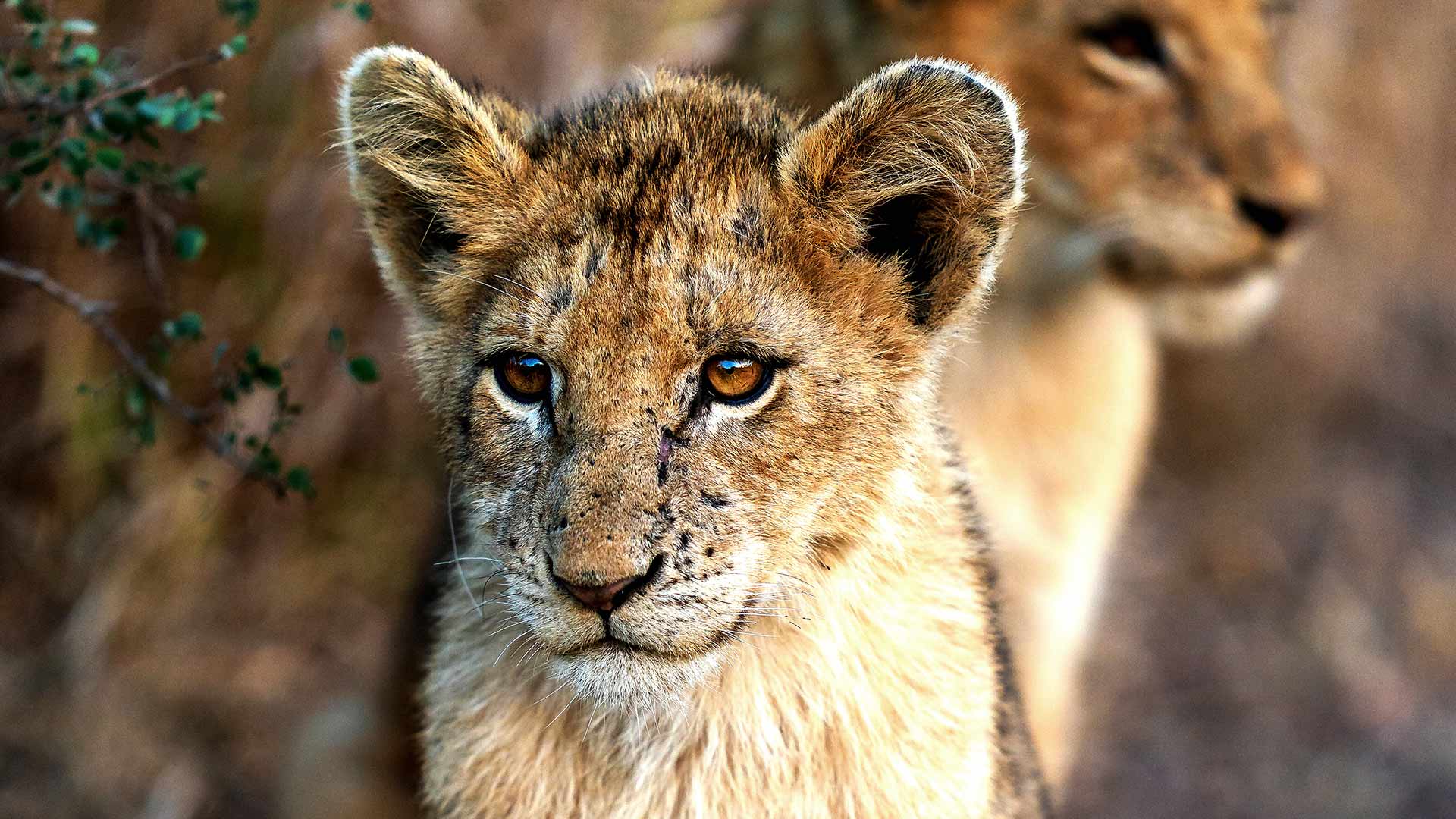 Watch growing-up-animal All Episodes | Watcho