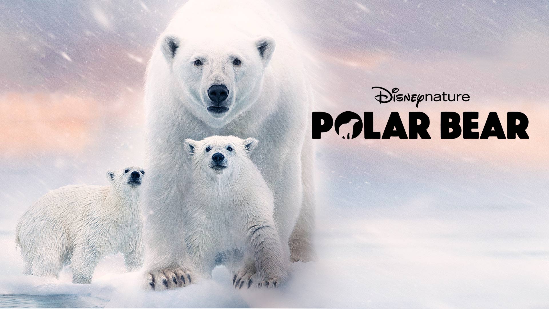 รับชมตัวอย่างจาก Polar Bear - Trailer บน Disney+ Hotstar
