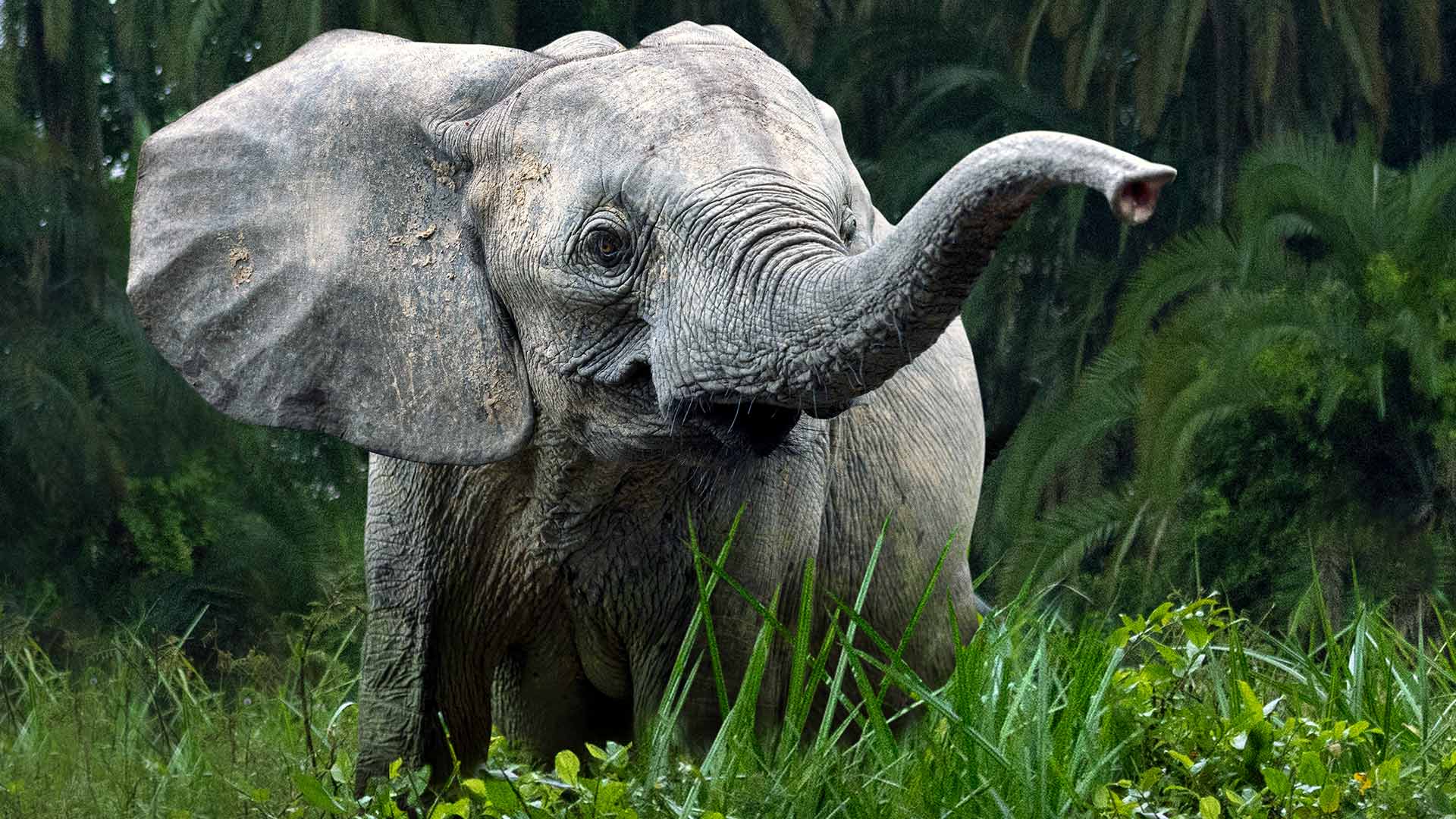 Secrets of the Elephants Documentary Series, now streaming on Disney+