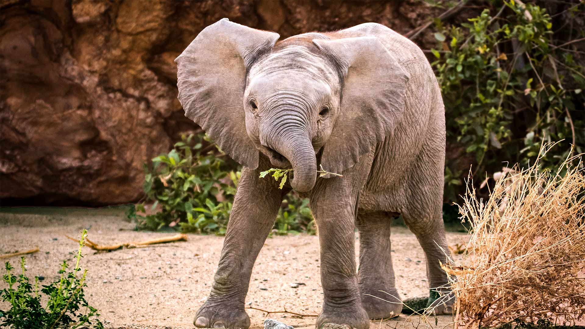 Watch Secrets of the Elephants Episode 1 on JioHotstar