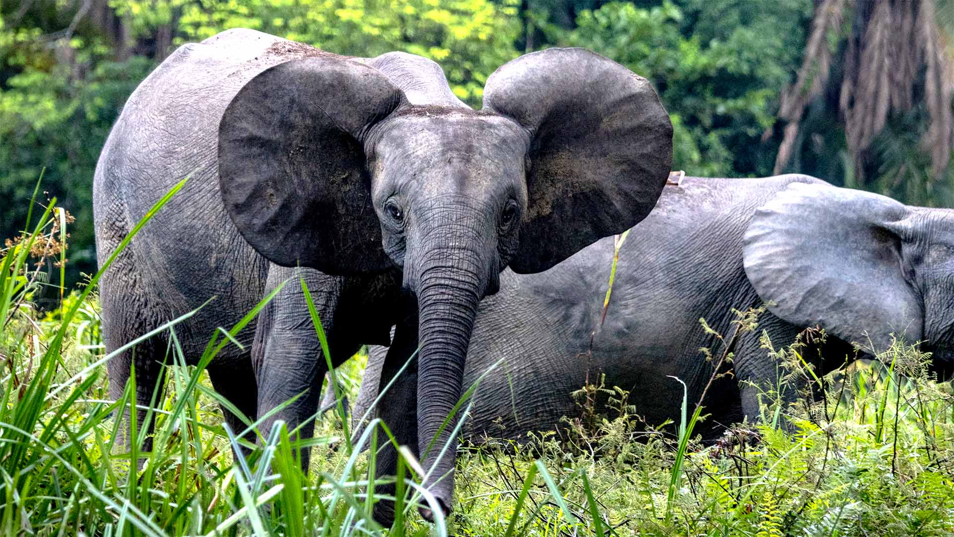 Watch Secrets of the Elephants Episode 4 on JioHotstar