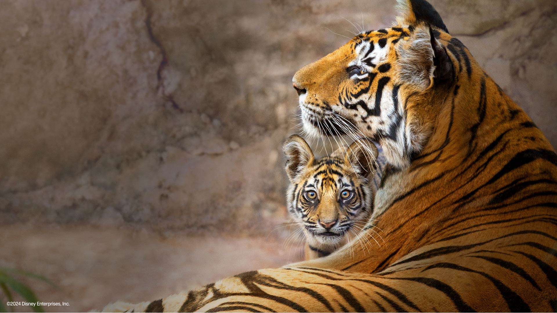 Tiger - Disney+ Hotstar