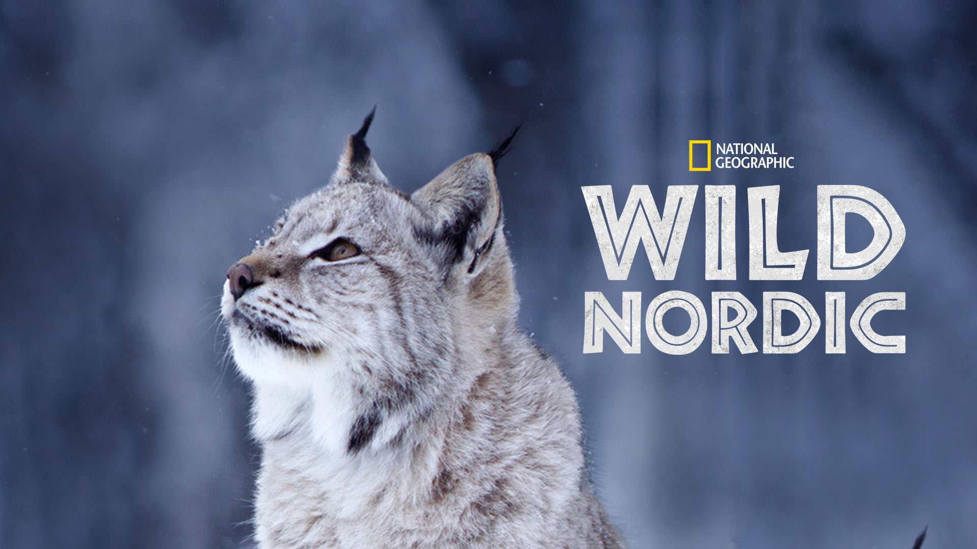 รับชมตัวอย่างจาก Wild Nordic - Trailer บน Disney+ Hotstar