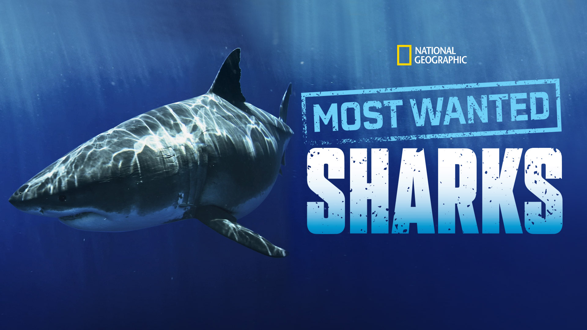 Watch a clip from Most Wanted Sharks - Trailer on Disney+
