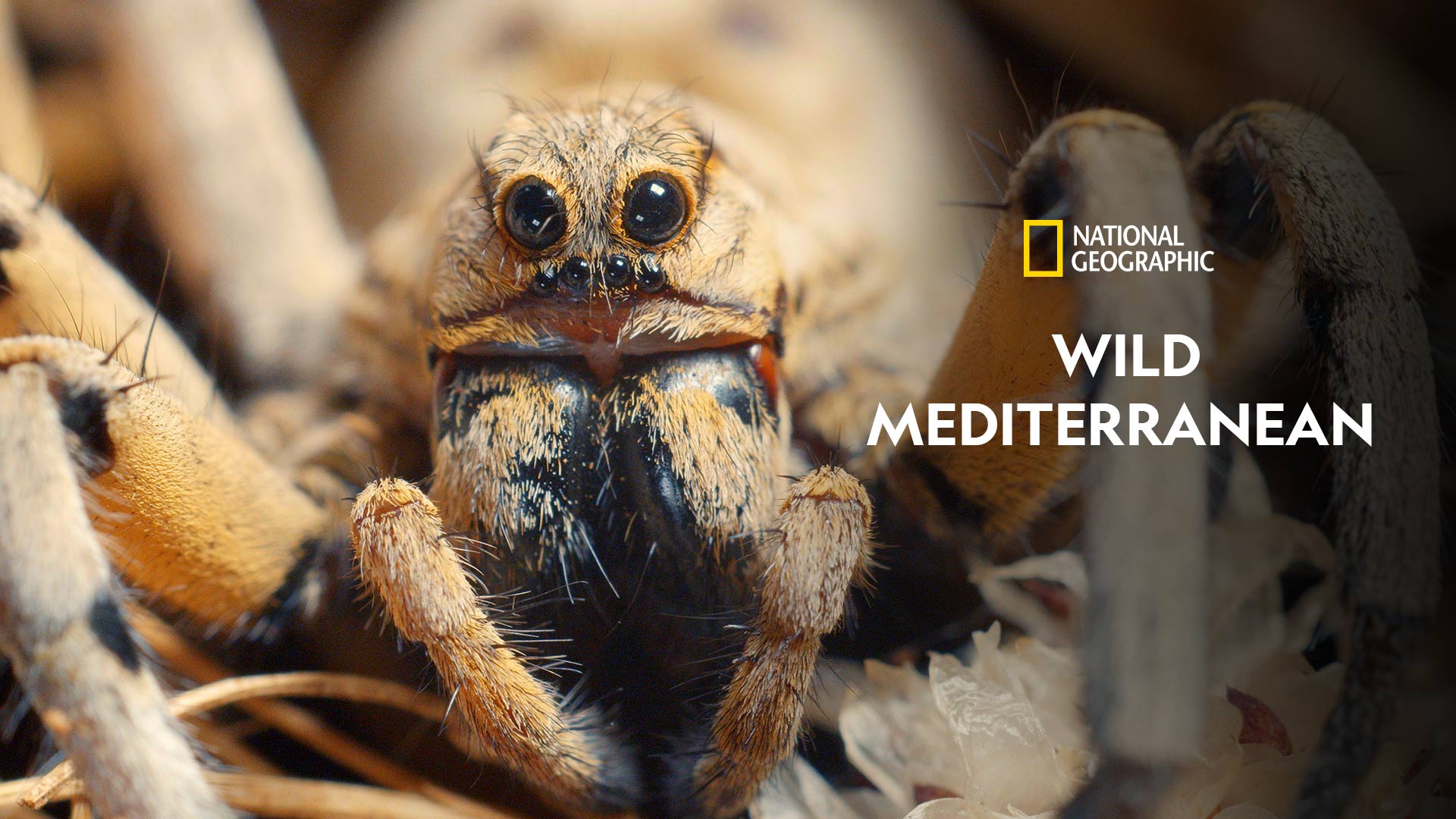 Watch Live TV Shows only on Watcho