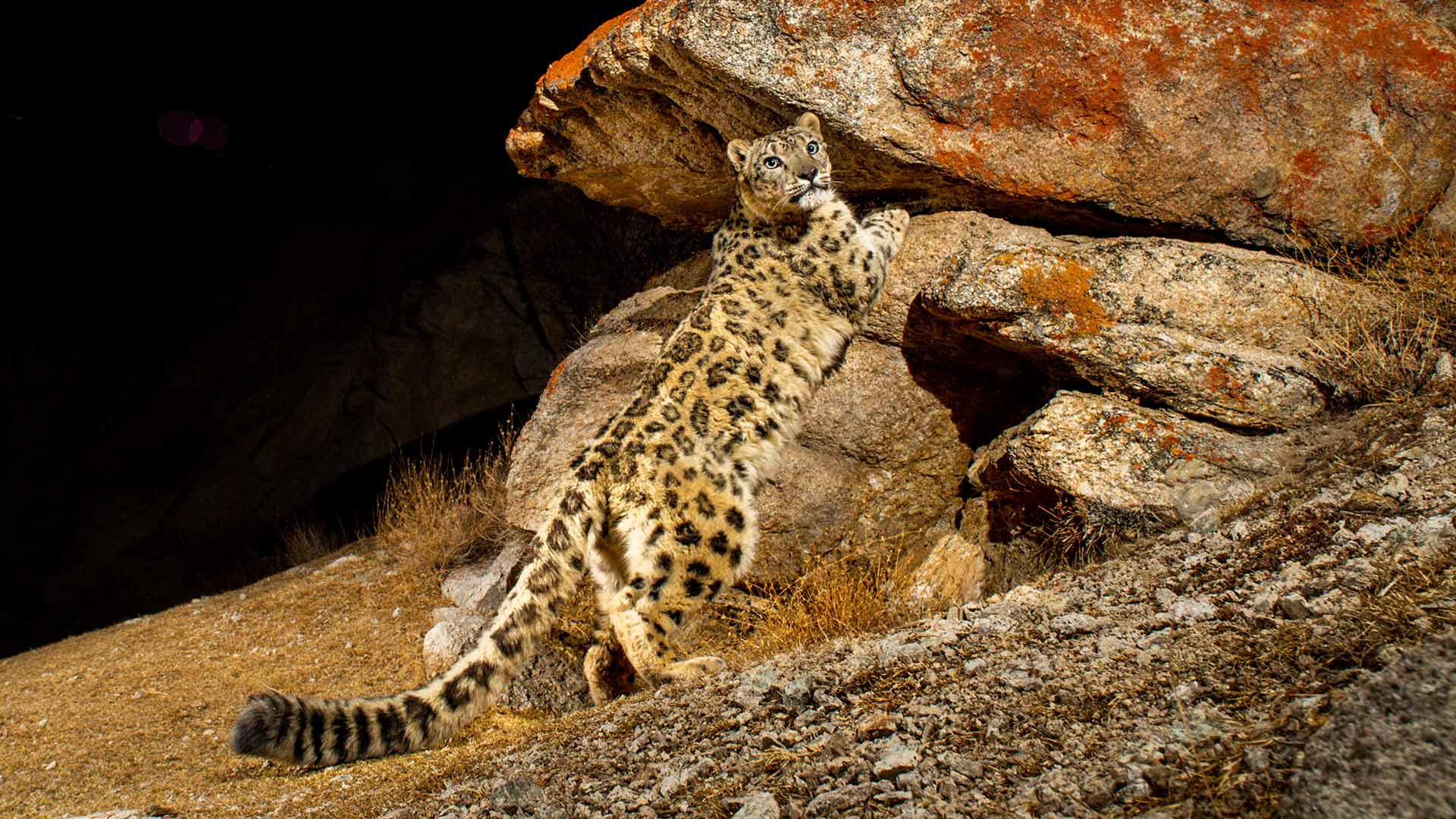 Nonton India's Wild Leopards Film di Disney+.