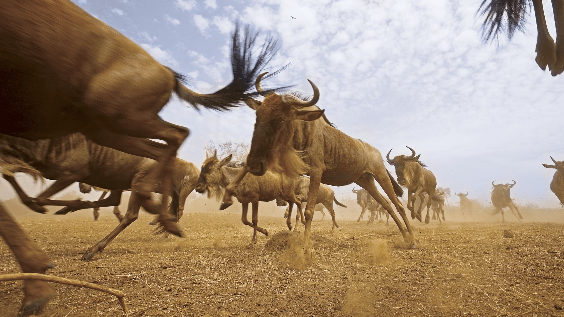 Watch Great Migrations S1 Episode 1 on Disney+ South Africa | English ...