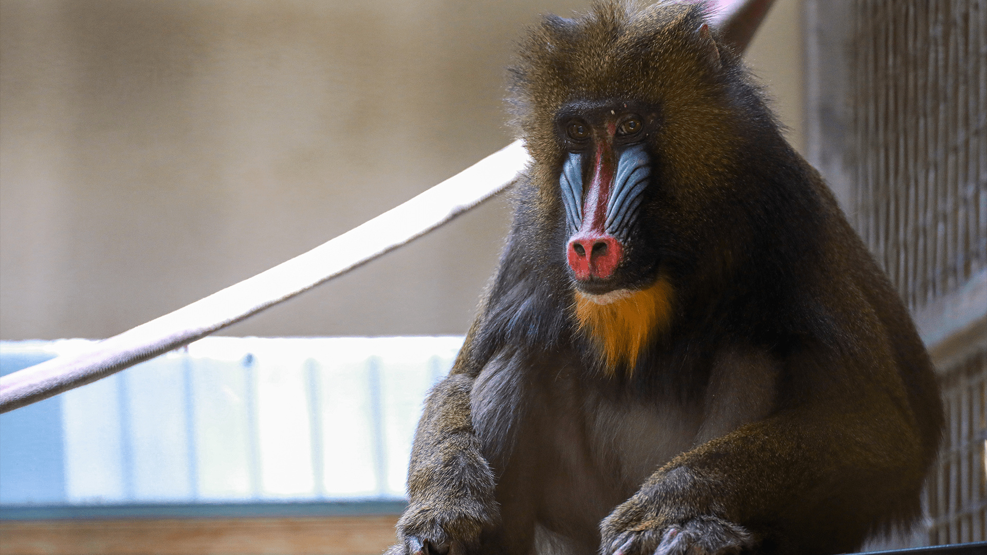 Watch Magic of Disney's Animal Kingdom S2 Episode 4 on Disney+