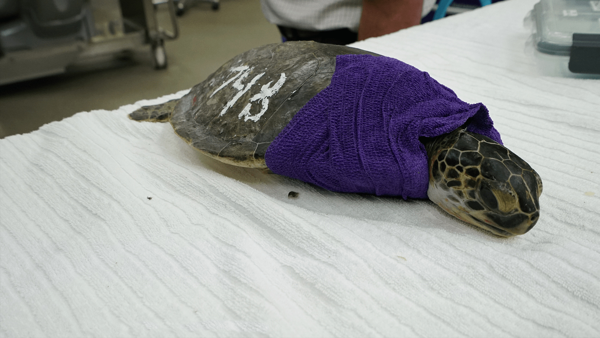 Watch Magic of Disney's Animal Kingdom S2 Episode 3 on Disney+ Iraq ...