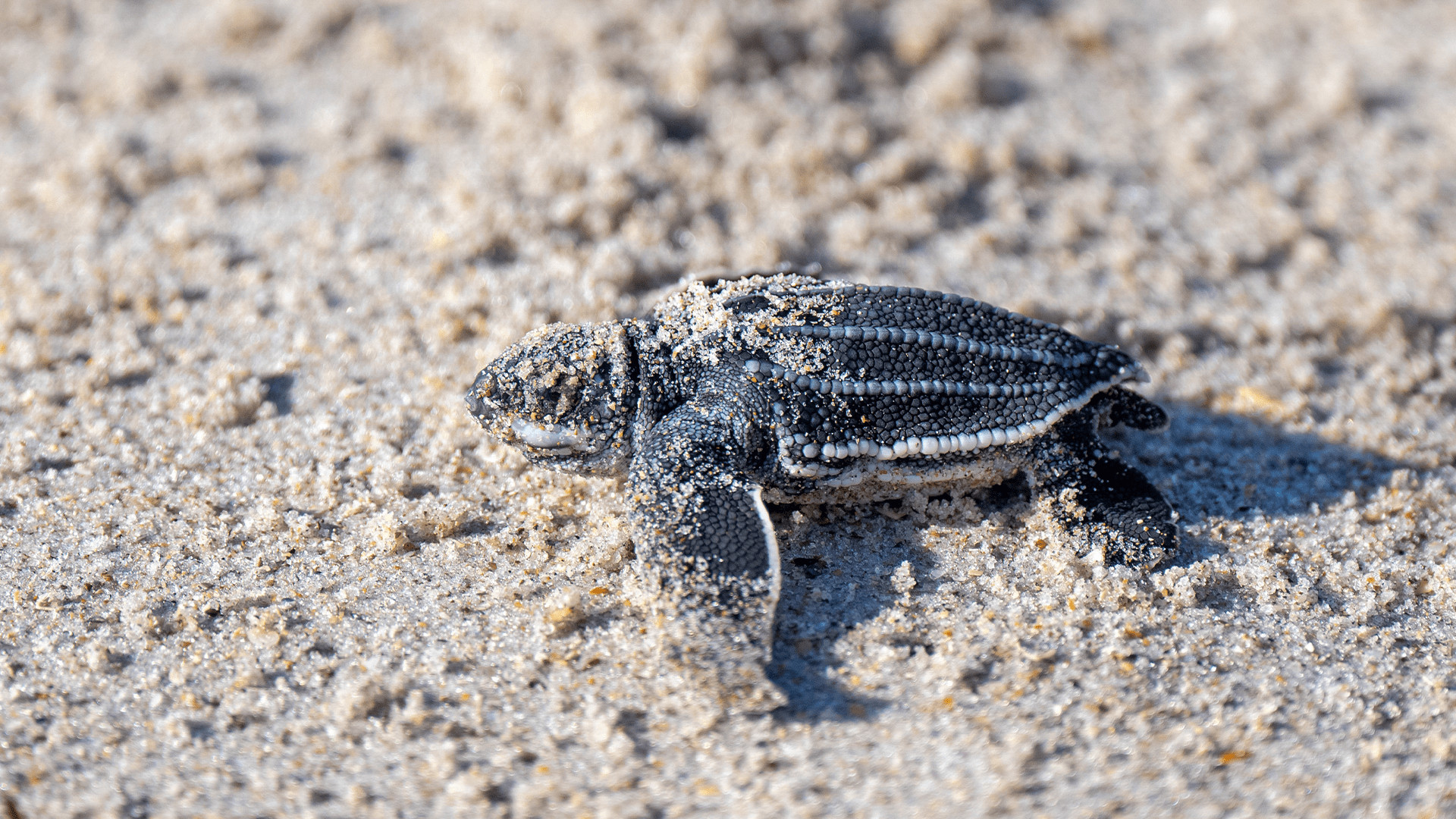 Watch Magic of Disney's Animal Kingdom S2 Episode 2 on Disney+