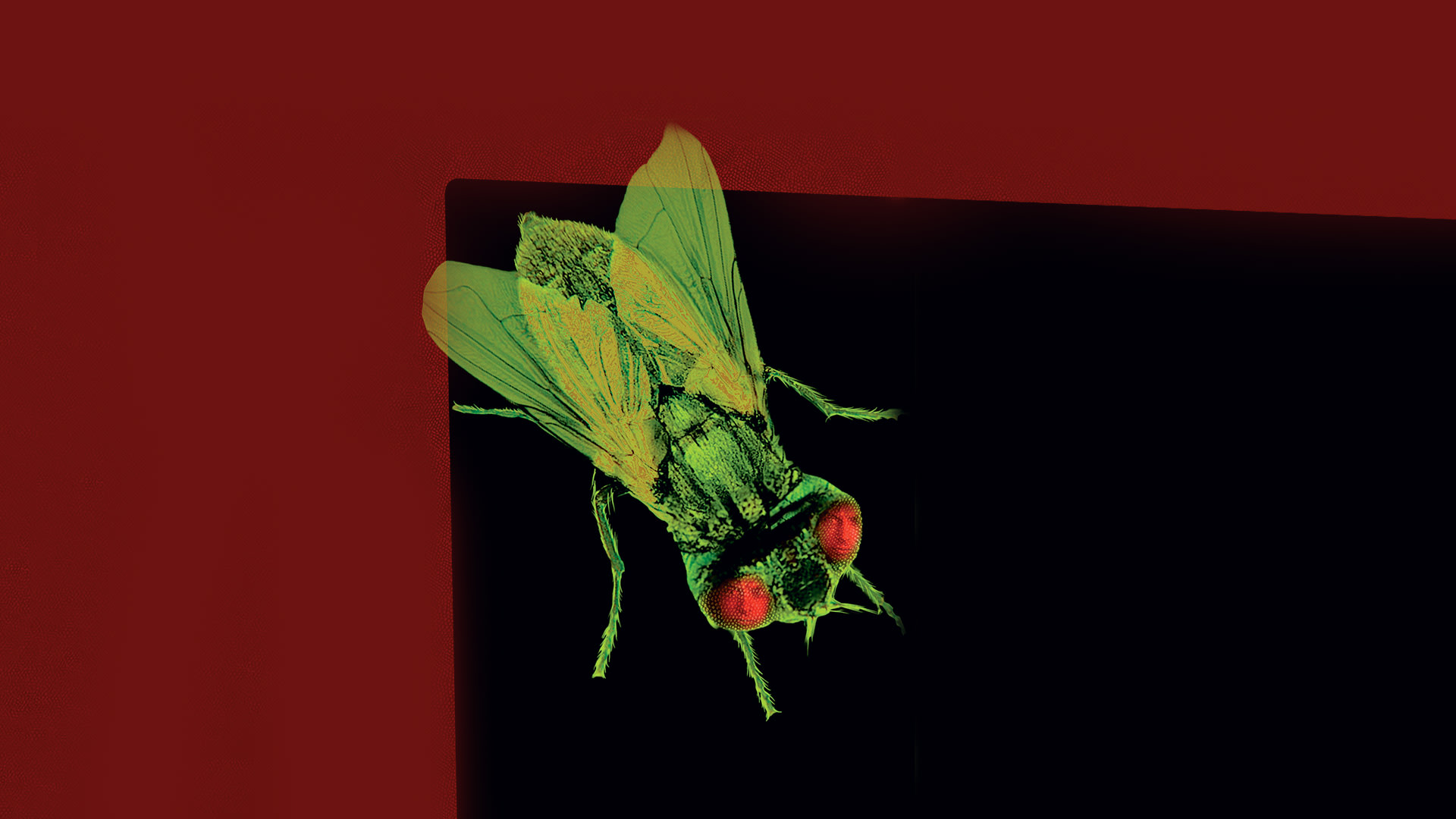 The Fly on Disney+ Lebanon | English French (Parisian) Spanish (Latin ...