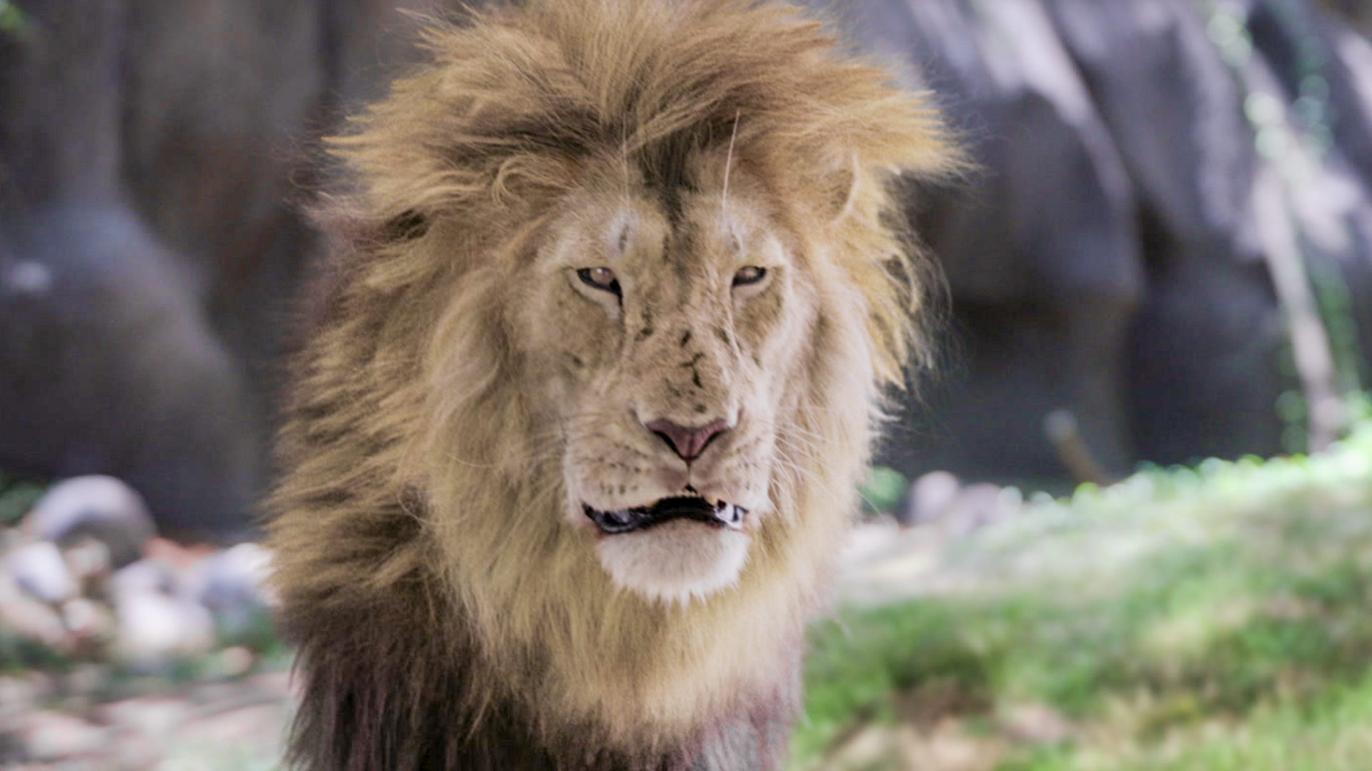 LOL! Will Haridas Faces the Lion's Wrath? - JioHotstar