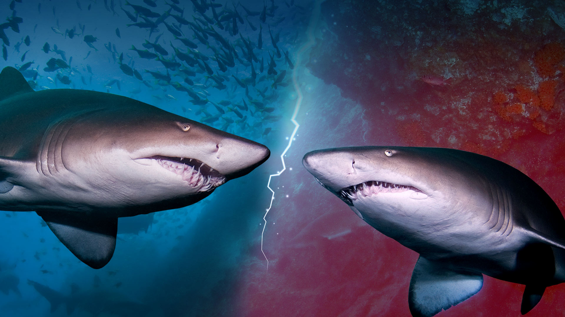 Cannibal Sharks on Disney+ United Arab Emirates | Arabic (Modern ...