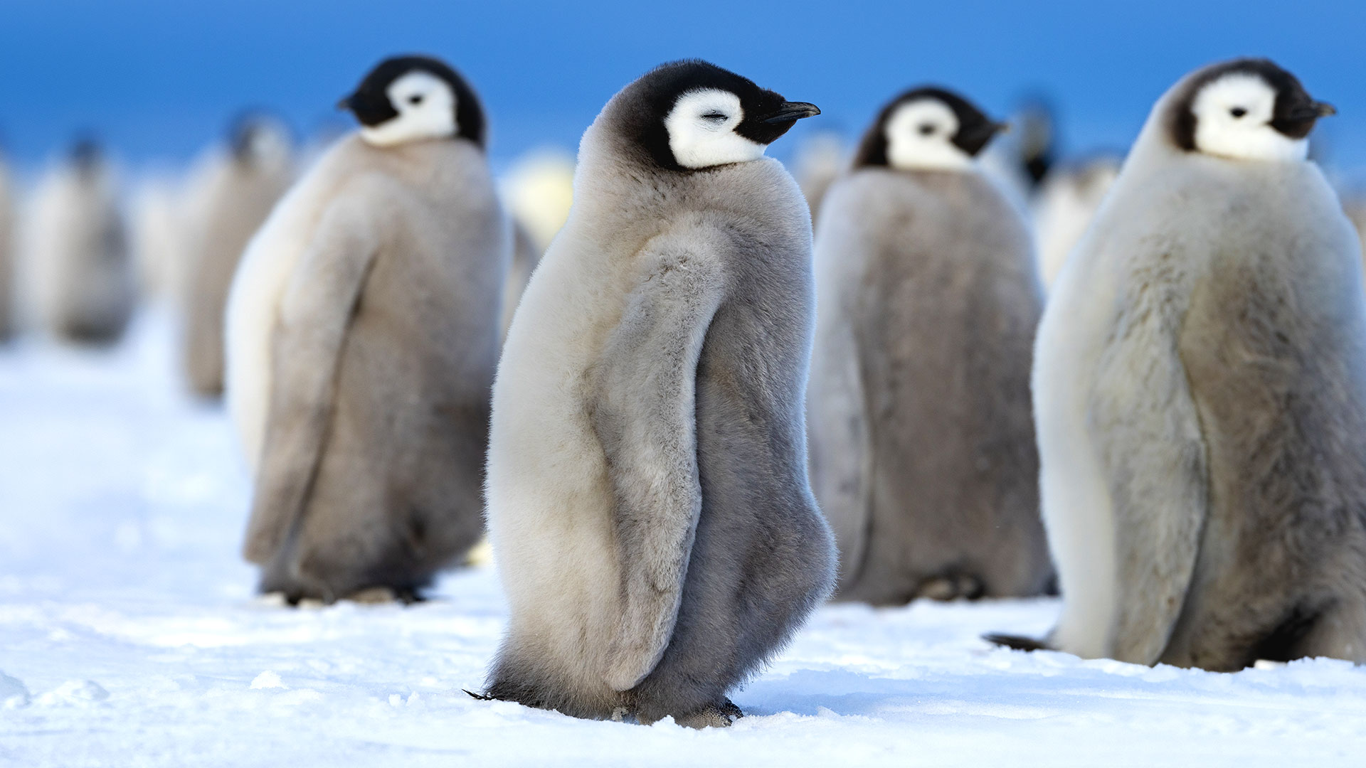 Secrets of the Penguins on Disney+ United Arab Emirates | English ...