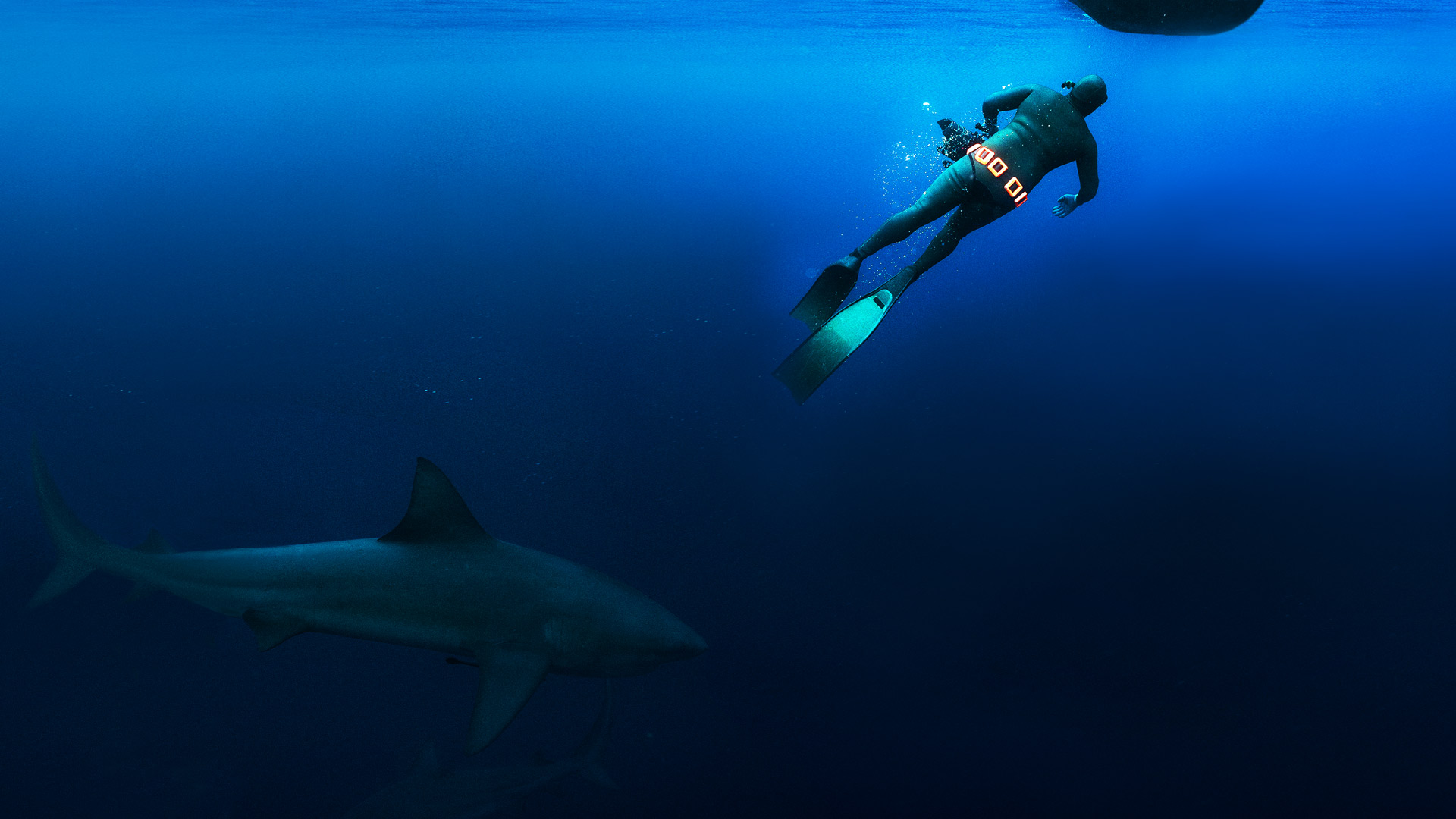 Secrets of the Bull Shark - Disney+