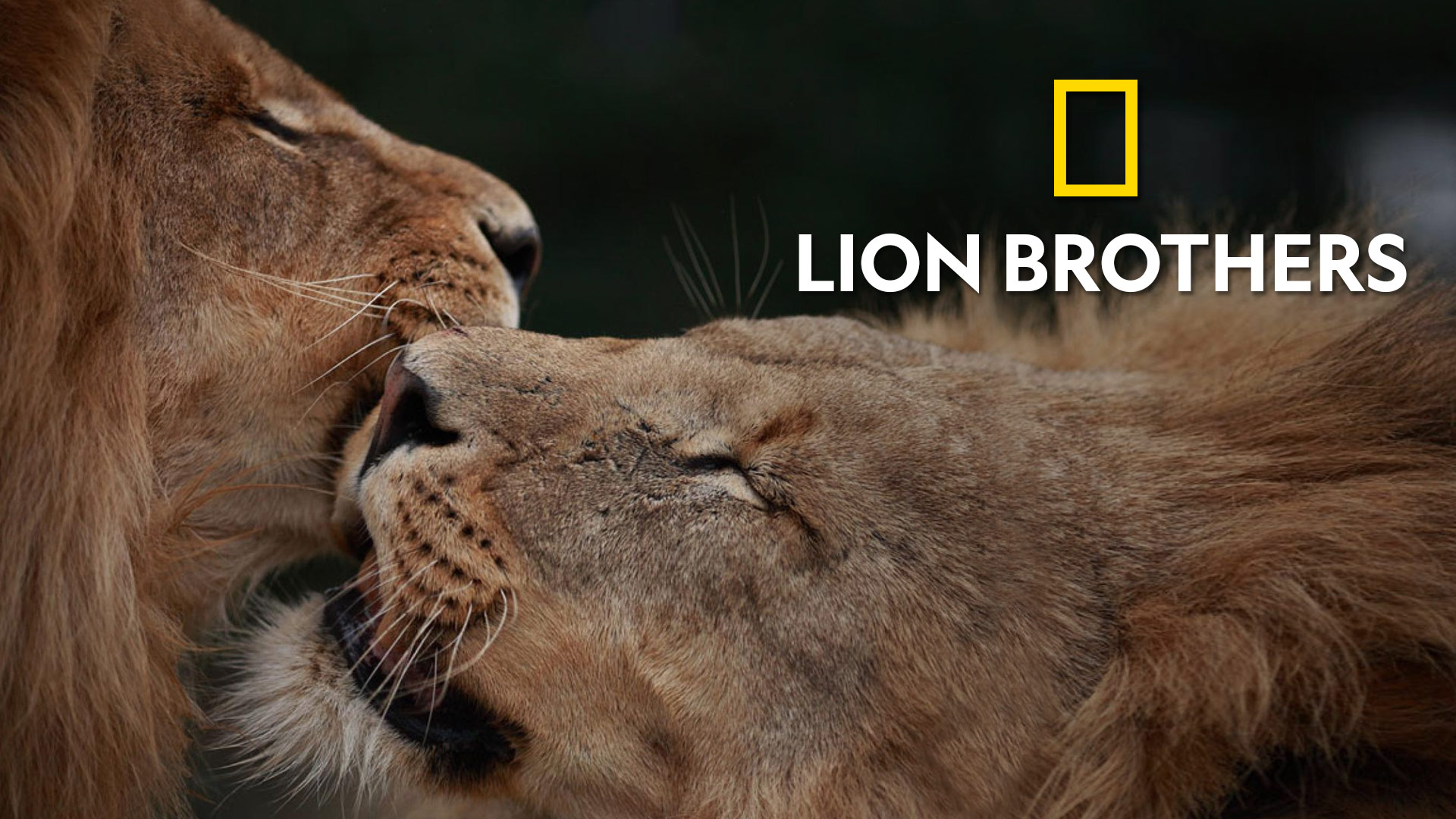 Watch Movie Lion Brothers: Cubs To Kings Online only on Watcho,