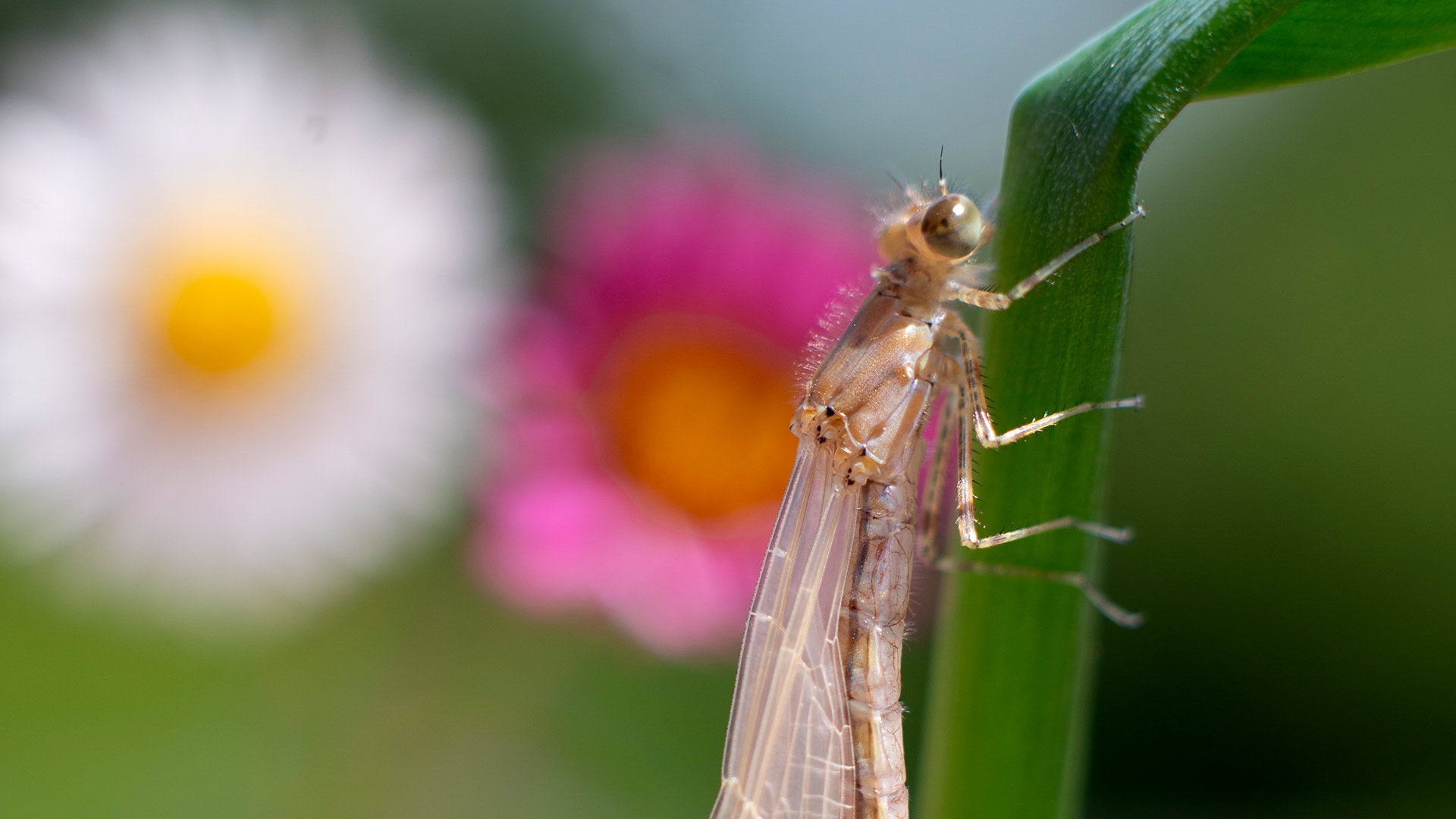 Nonton Once a Pond a Time Season 2 Episode 3 - Once a Pond a Time di ...