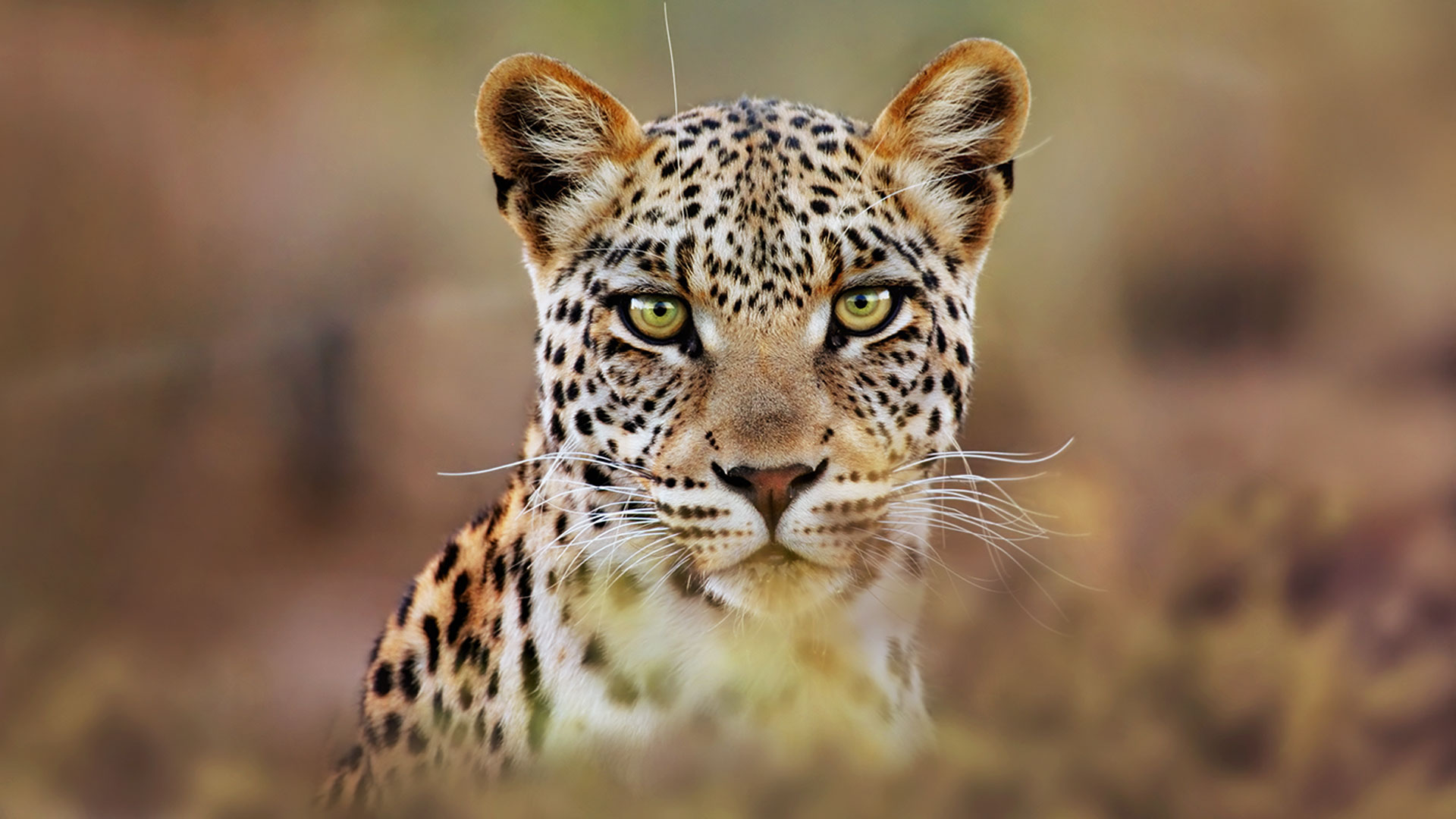 Sri Lanka: Leopard Dynasty - Disney+