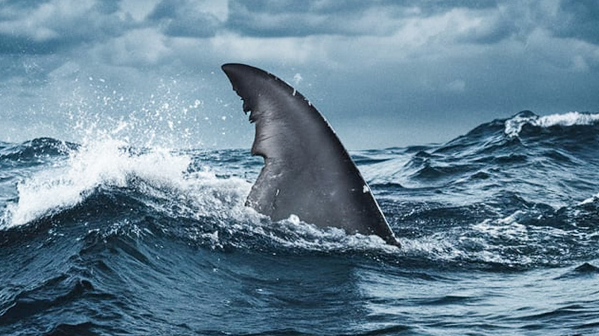 Watch Shark Season - JioHotstar