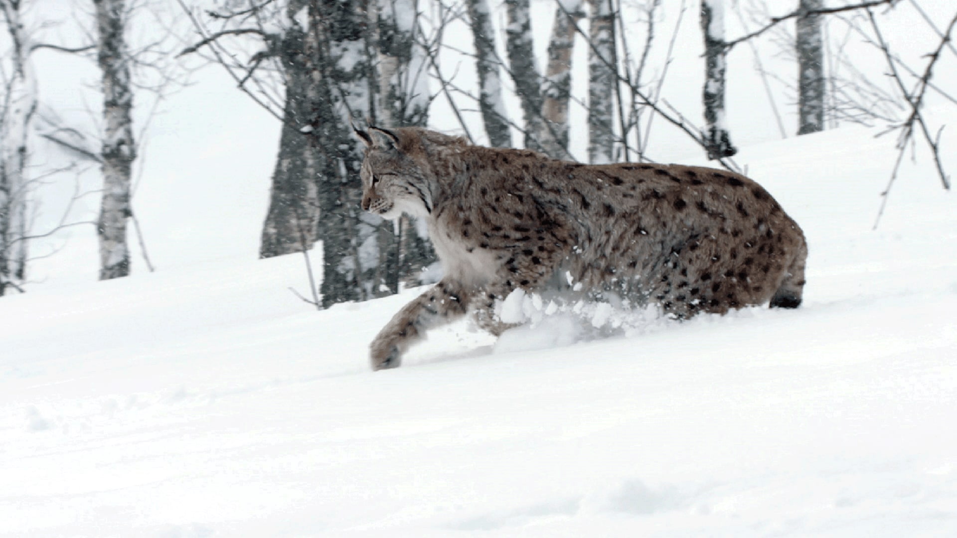 Watch Wild Russia S1 Episode 3 on Disney+ South Africa | English French ...