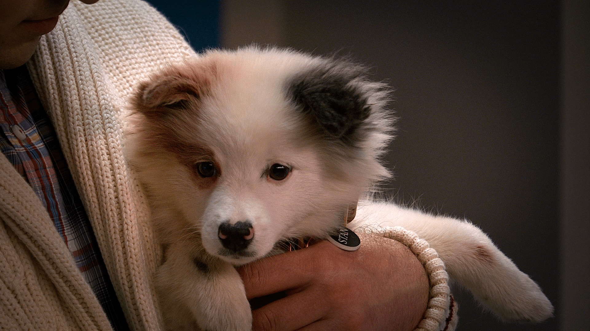 Watch Dog With a Blog S1 Episode 22 on Disney+ United Arab Emirates ...