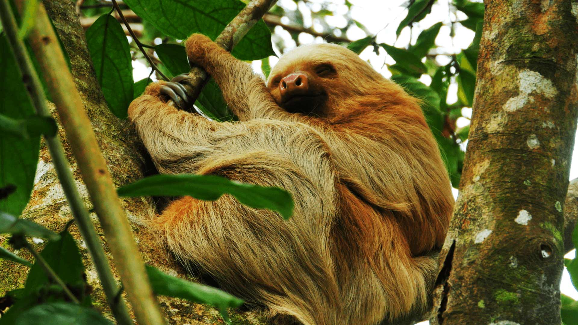 Stream Sloth vs. Koala: Battle for the Laziest Season 1 Episode 6 ...