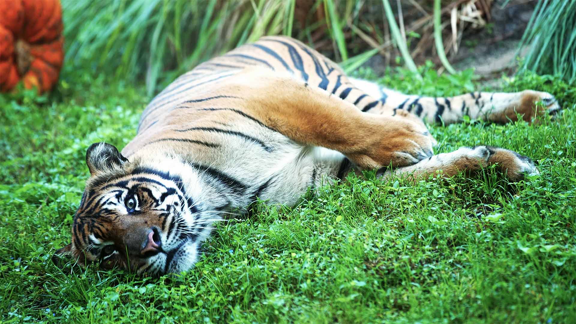 Watch Magic of Disney's Animal Kingdom Episode 6 on JioHotstar