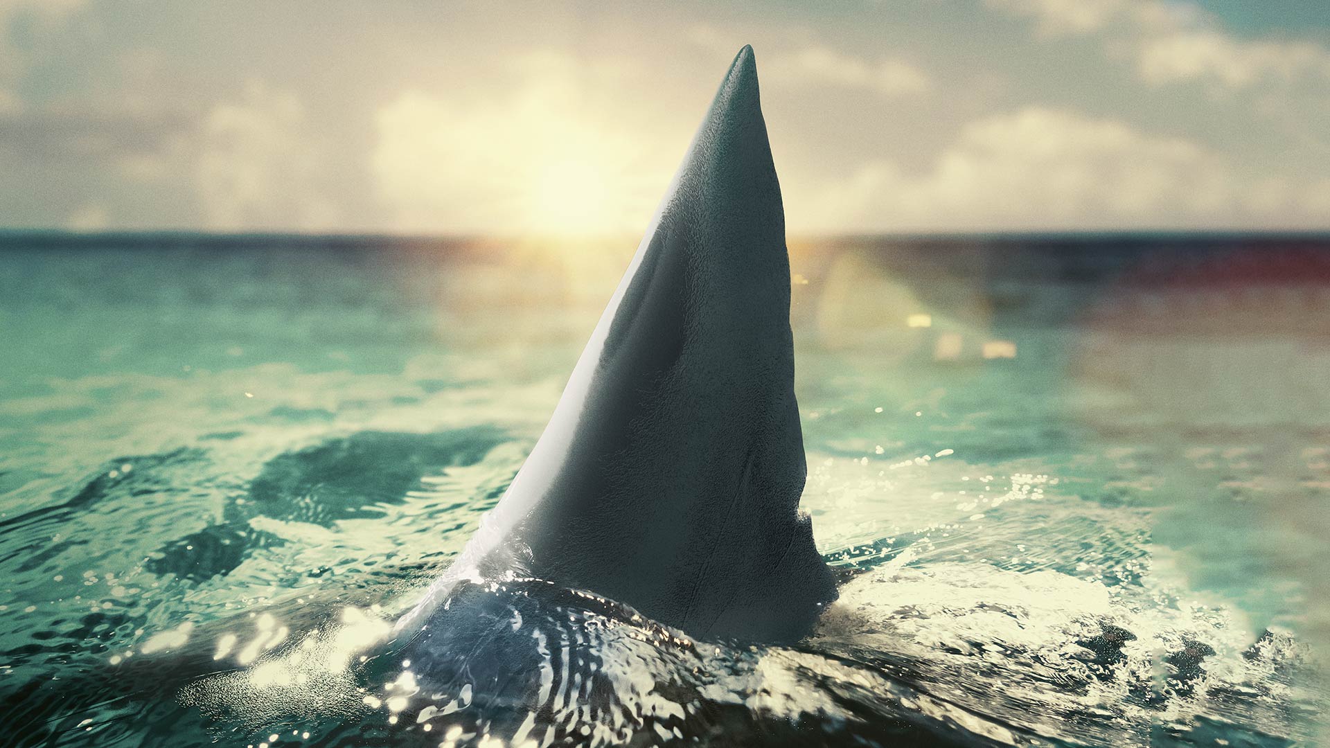 When Sharks Attack 360 on Disney+ South Africa | English Series