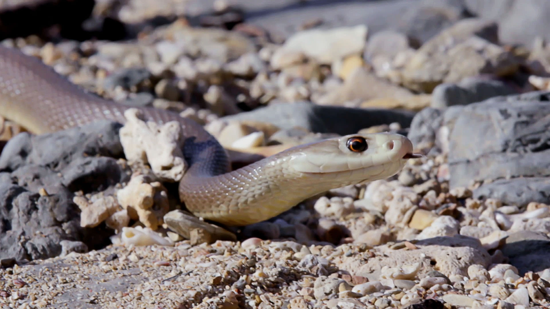Watch Out There With Jack Randall S1 Episode 5 on Disney+ Hotstar