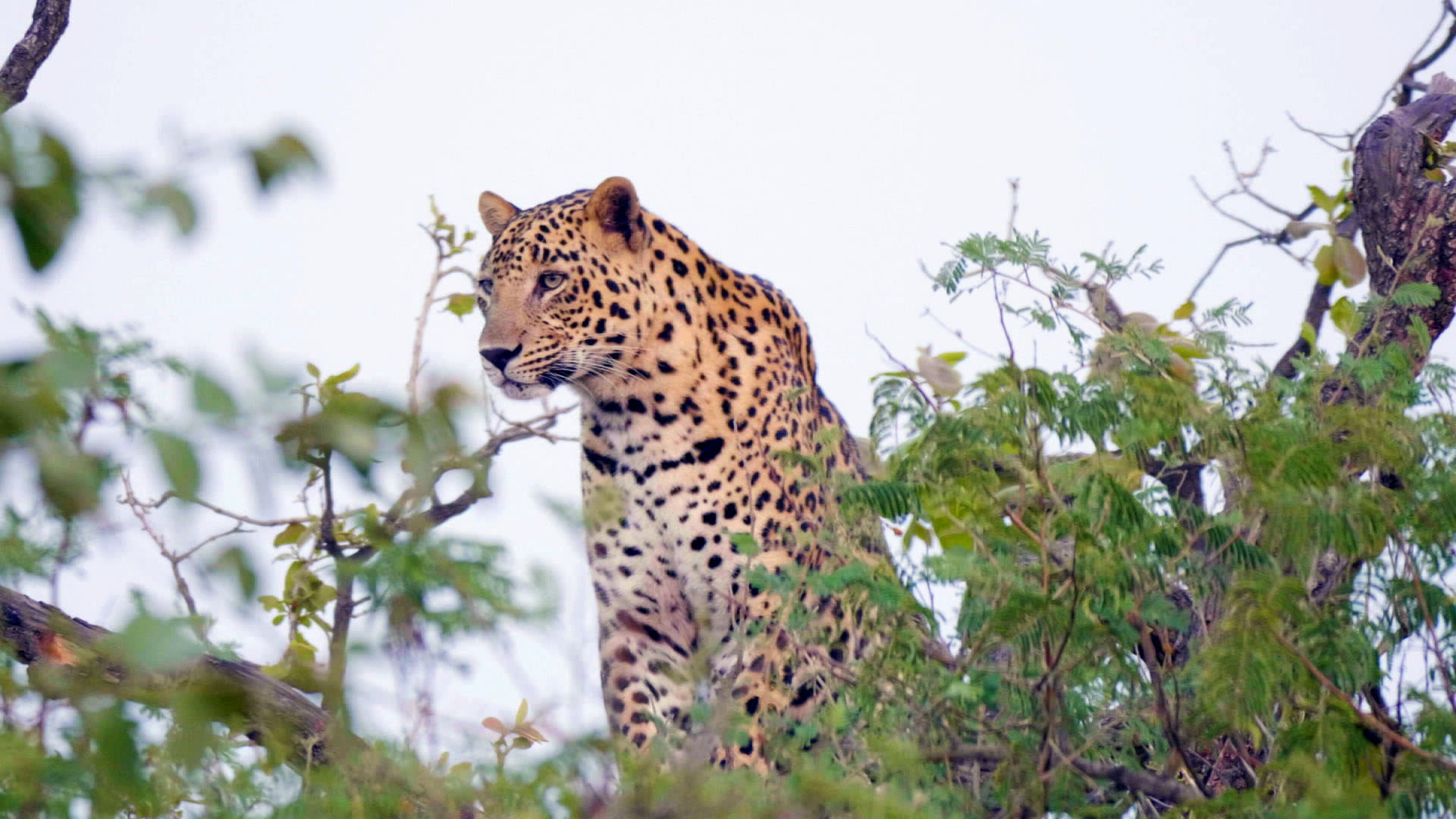 Stream living-with-predators Online | Watcho