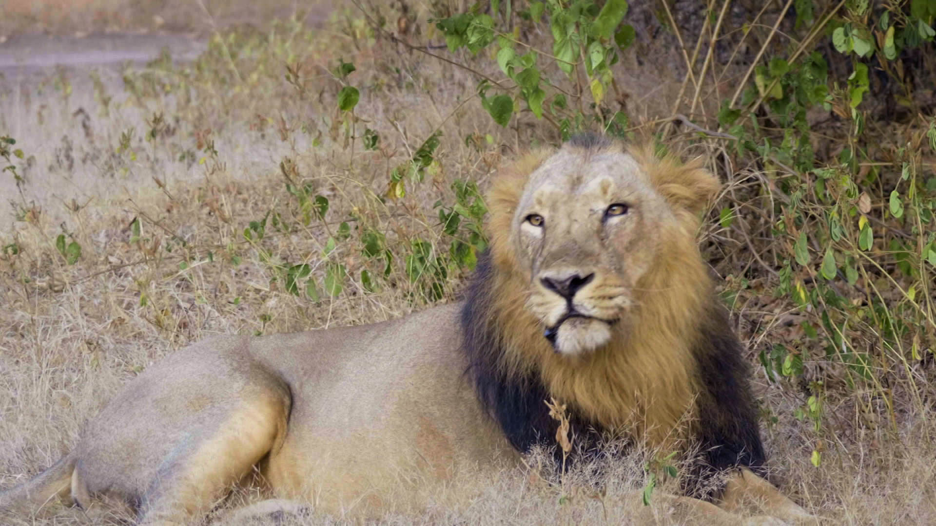 Stream living-with-predators Online | Watcho