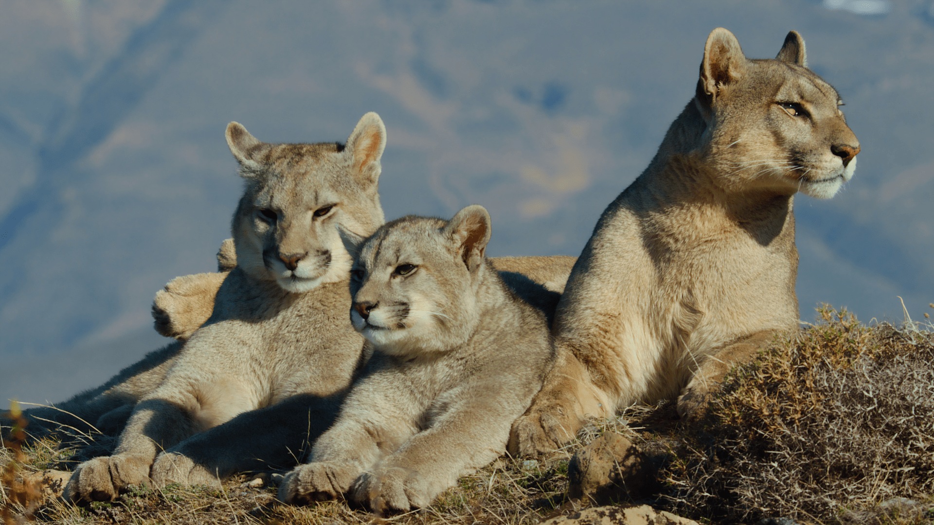 Stream Patagonia Puma Season 1 Episode 4 – Patagonia Puma on Disney+ ...