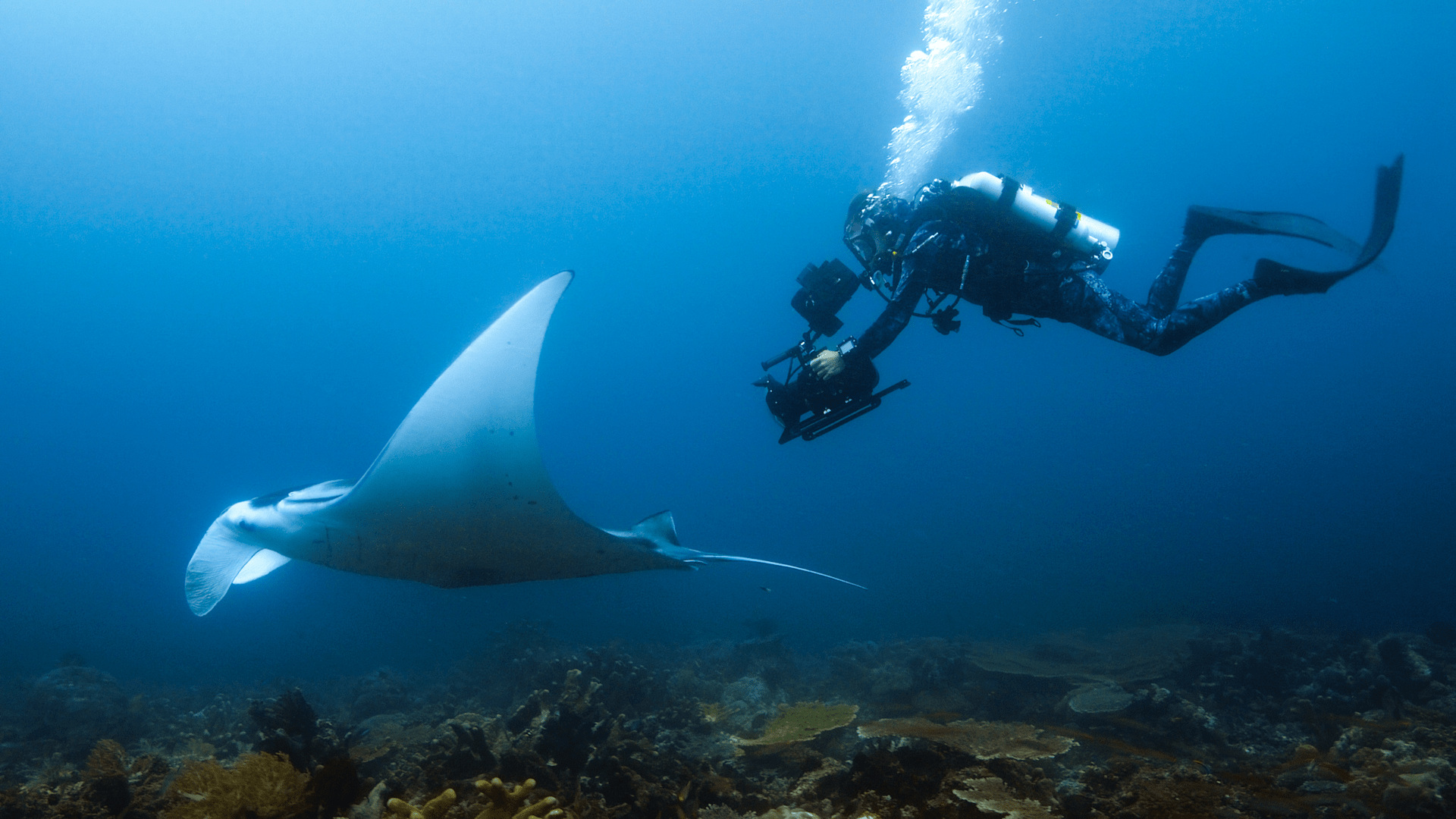 Stream Devil Ray Islands Season 1 Episode 5 – Devil Ray Islands on ...