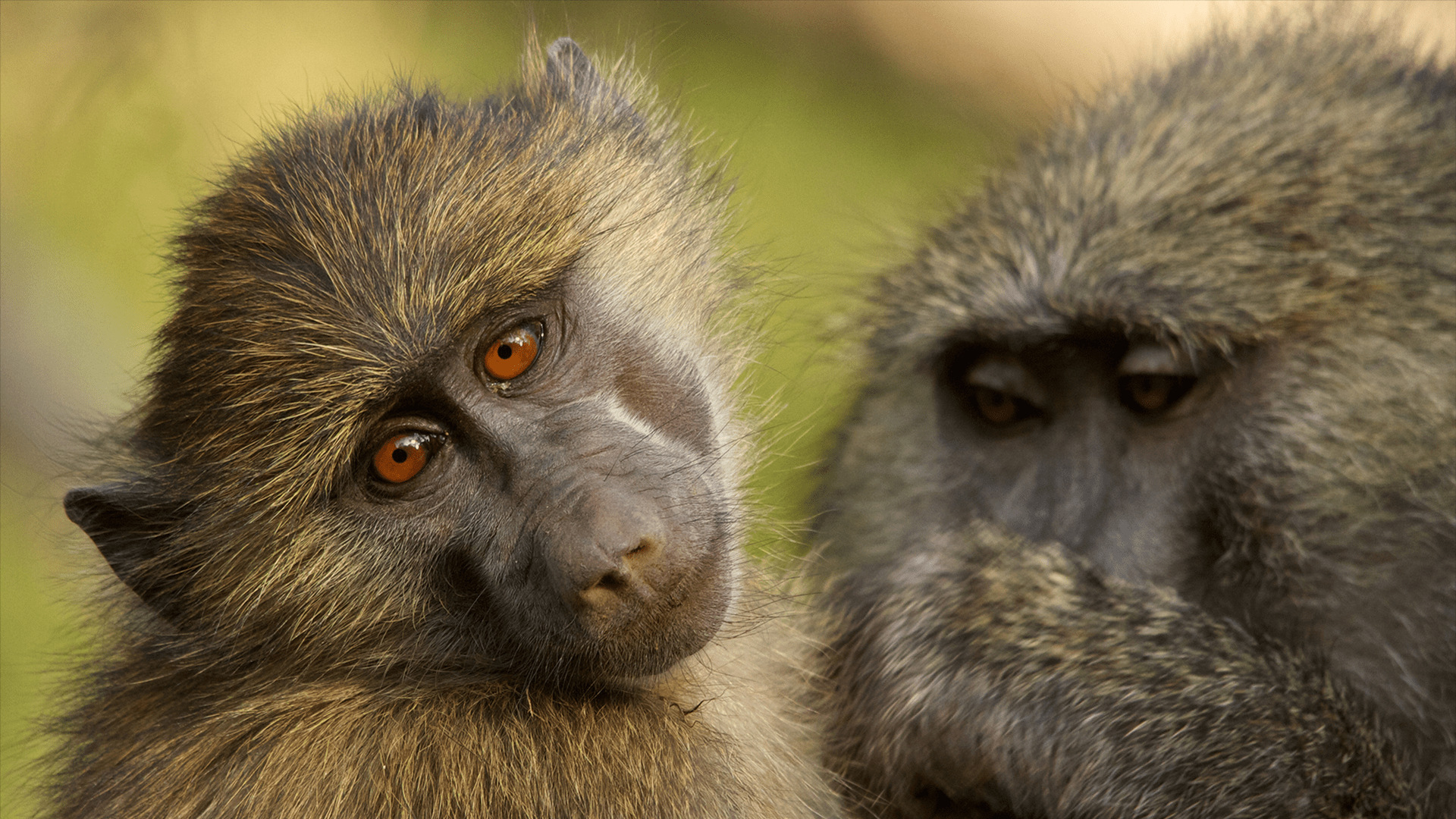 Secret Life of Predators - Disney+