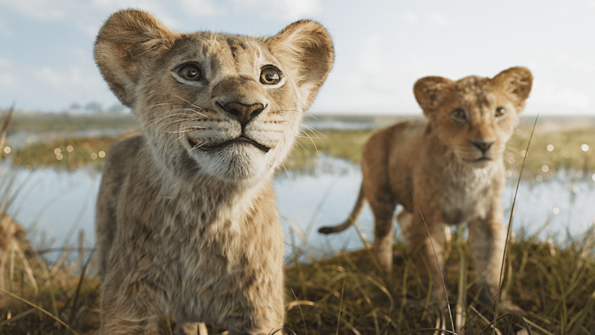 Disney+ | The greatest stories, all in one place