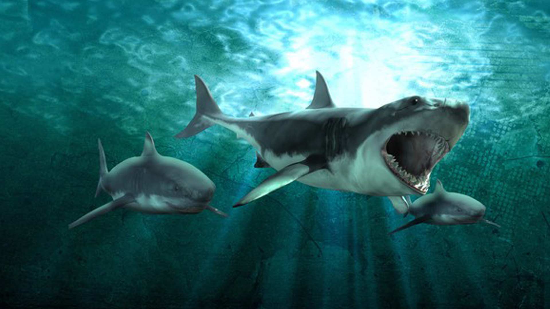 Shark Queens - Disney+ Hotstar