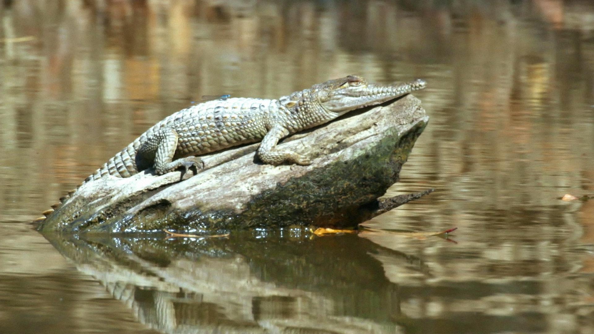 Watch Battle of The Crocs Online