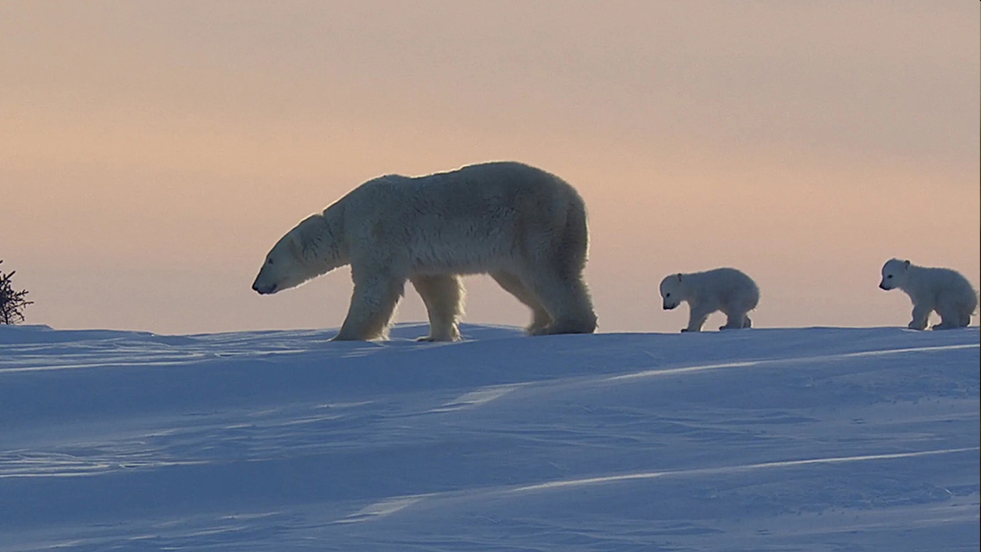 Kingdom of The Polar Bears Documentary Series, now streaming on Disney+