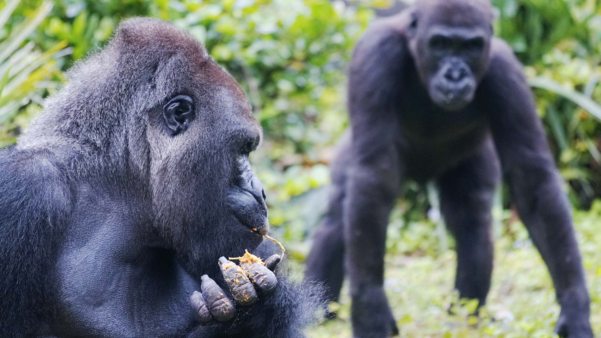 Watch Magic of Disney's Animal Kingdom S1 Episode 2 on JioHotstar