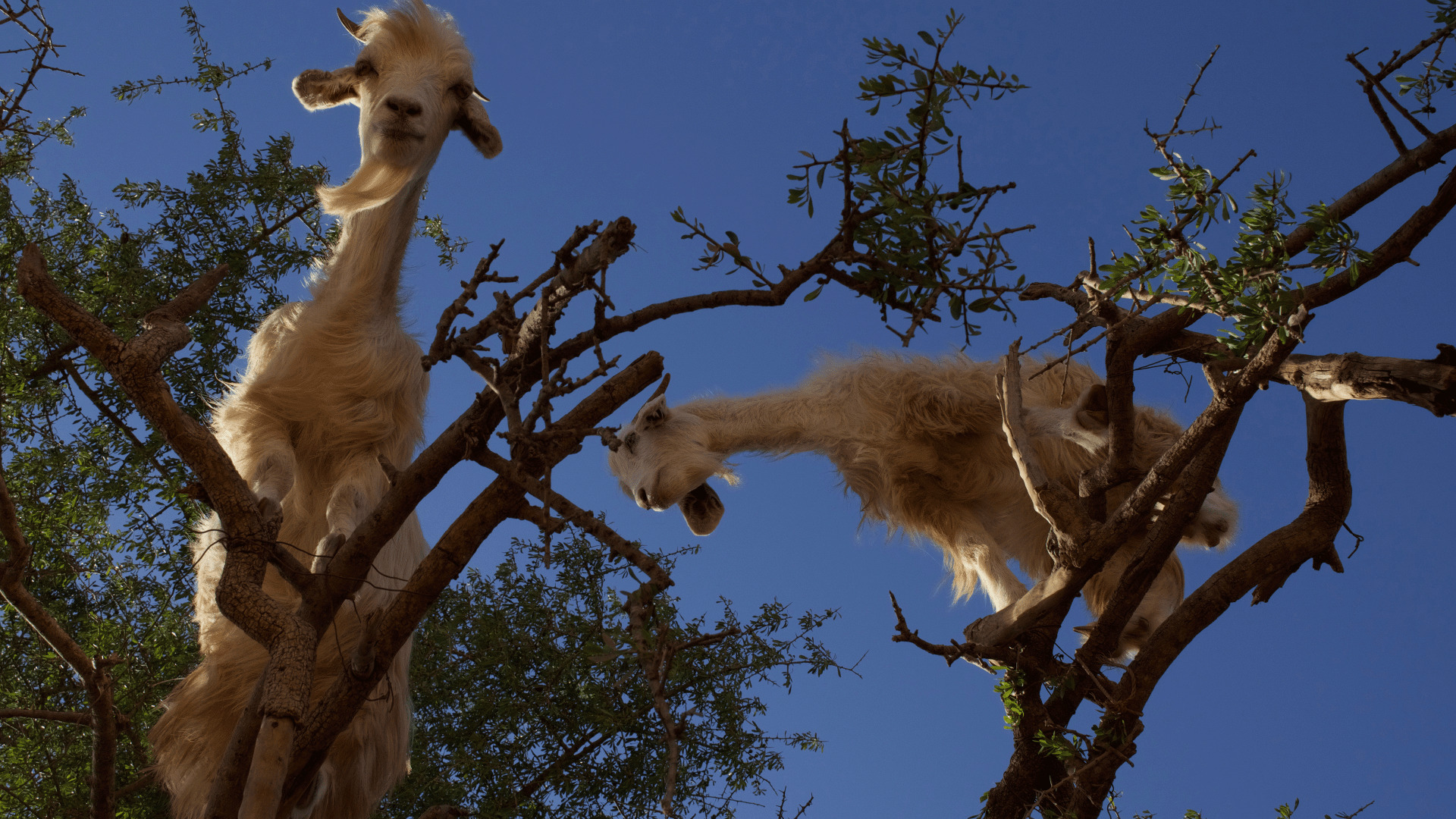 One Strange Rock - Disney+