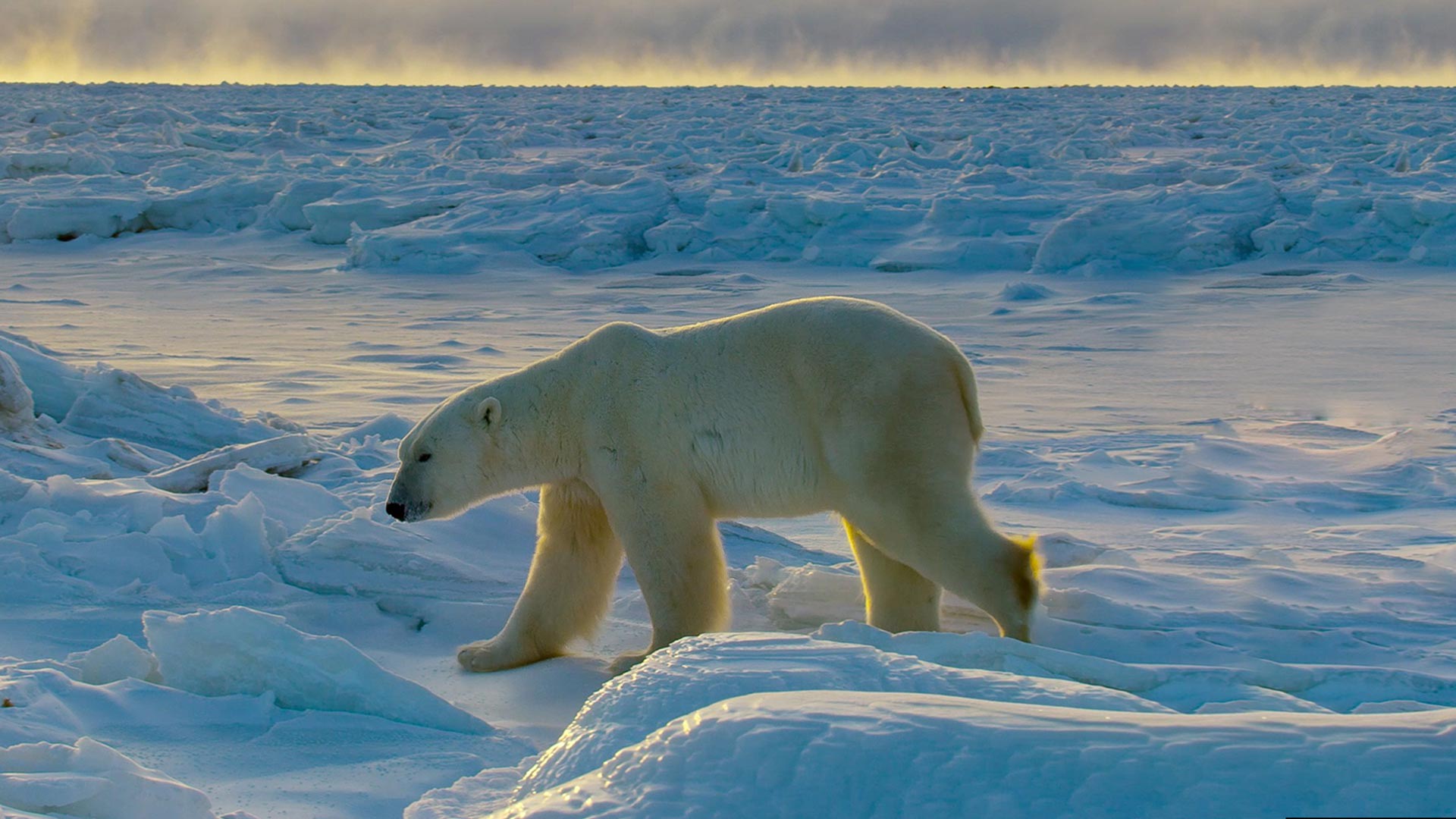 รับชมภาพยนตร์เรื่อง Wild Life: The Big Freeze บน Disney+