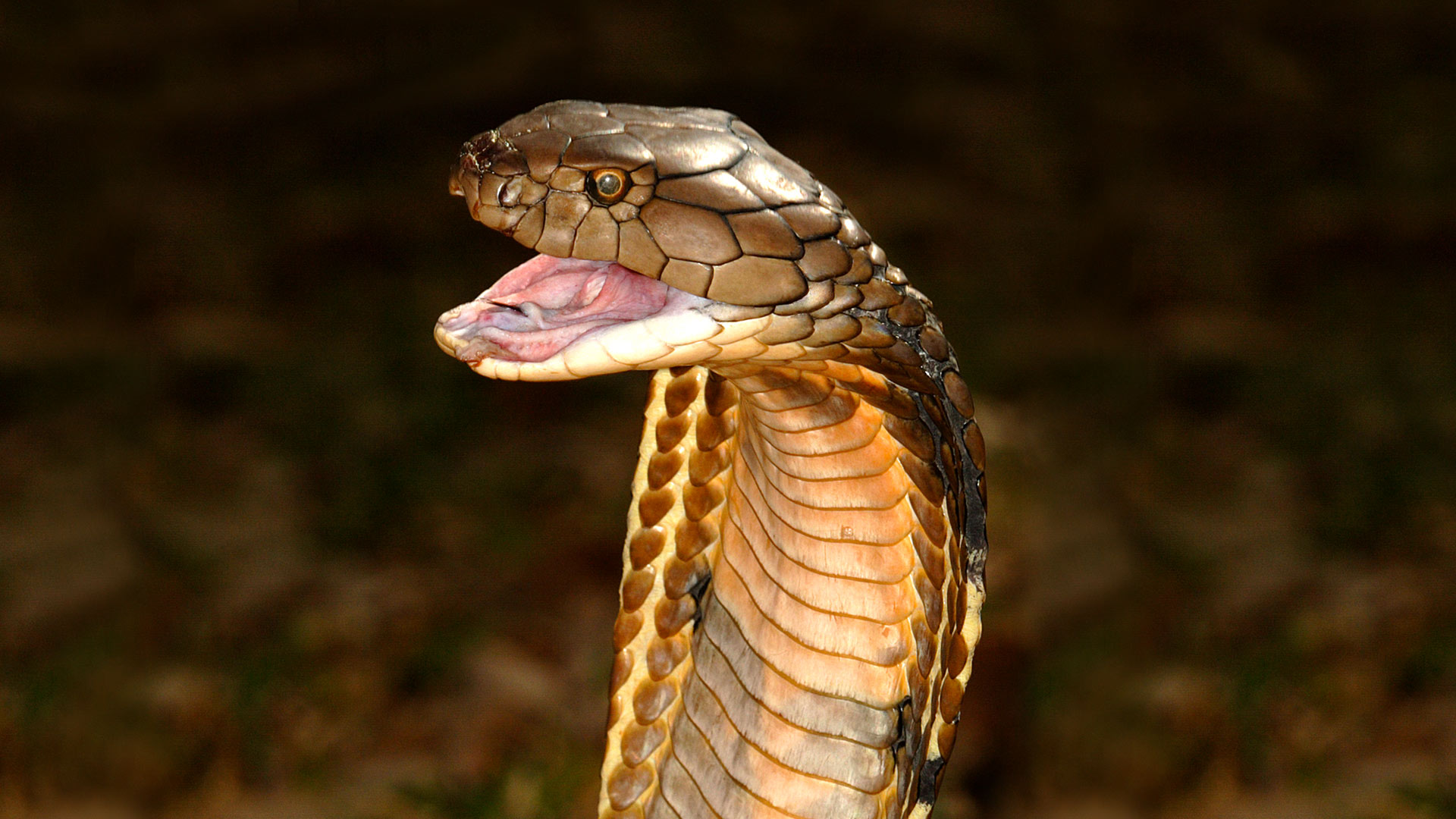 World's Deadliest Snakes Documentary Series, now streaming on Disney+ ...