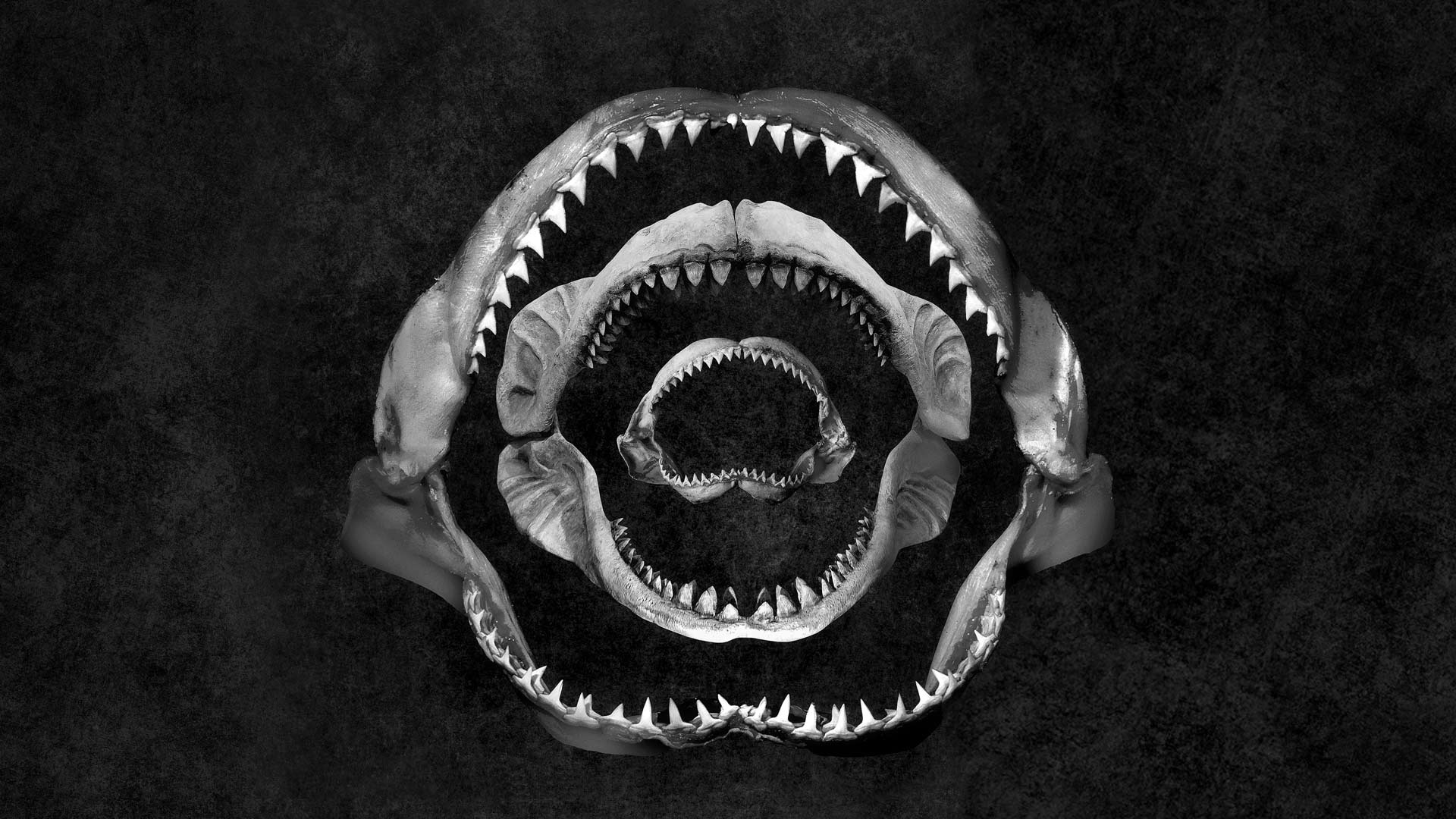 Stream Shark Eat Shark movie on Disney+