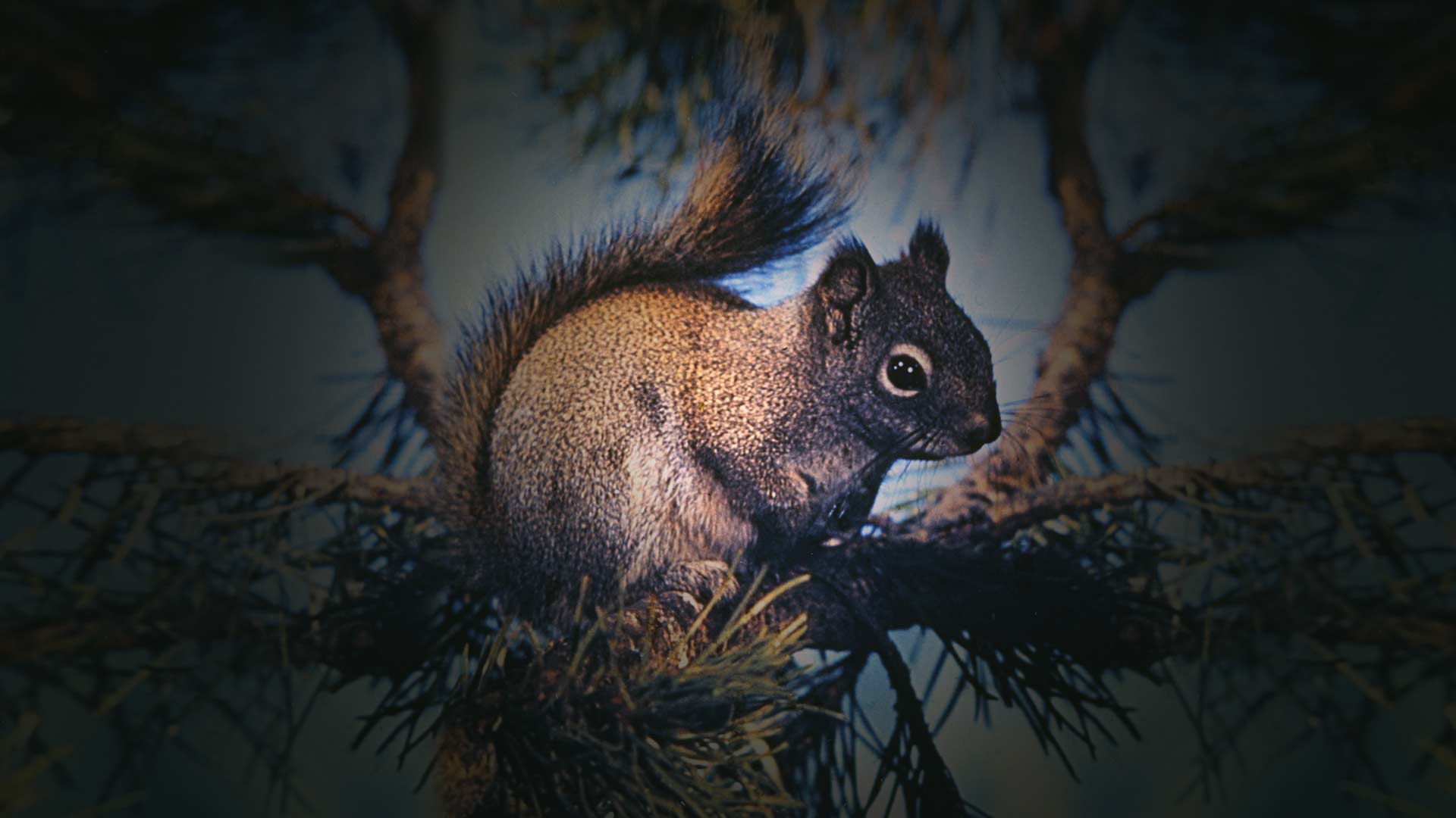 Perri on Disney+ United Arab Emirates | English German Spanish (Latin ...