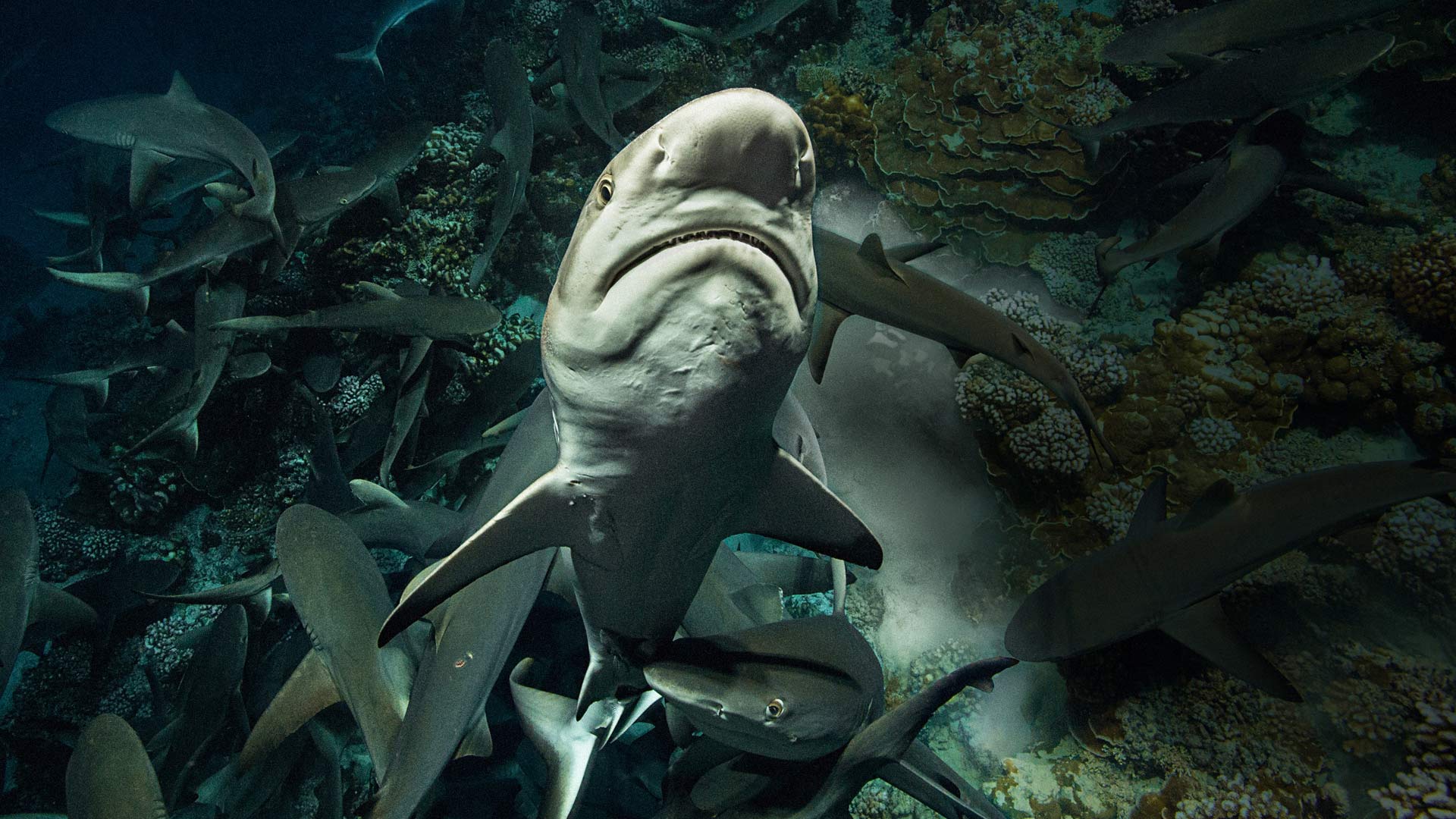 700 Sharks - Disney+