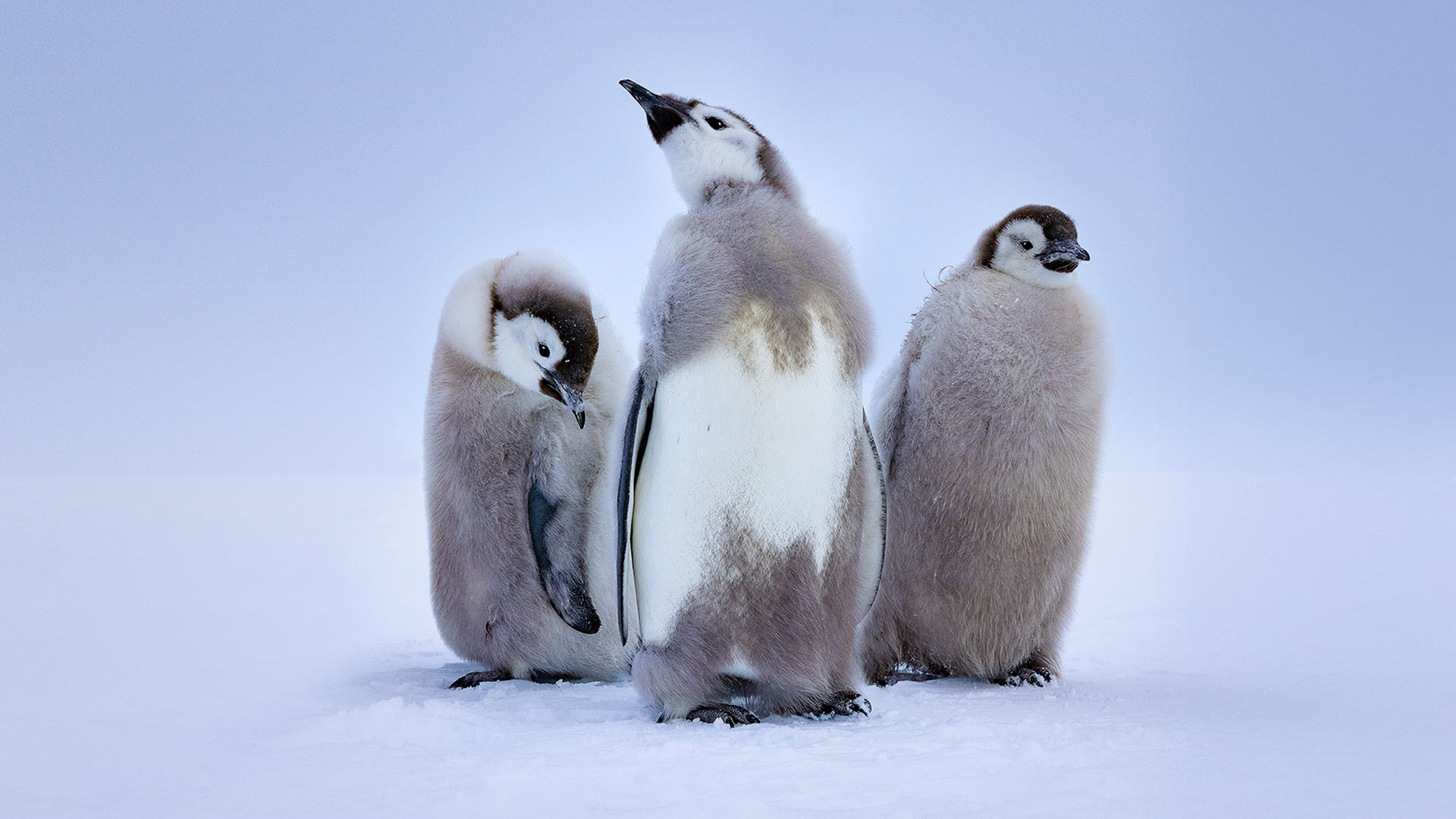 Secrets of the Penguins on Disney+ Jordan | English Docuseries Animals ...