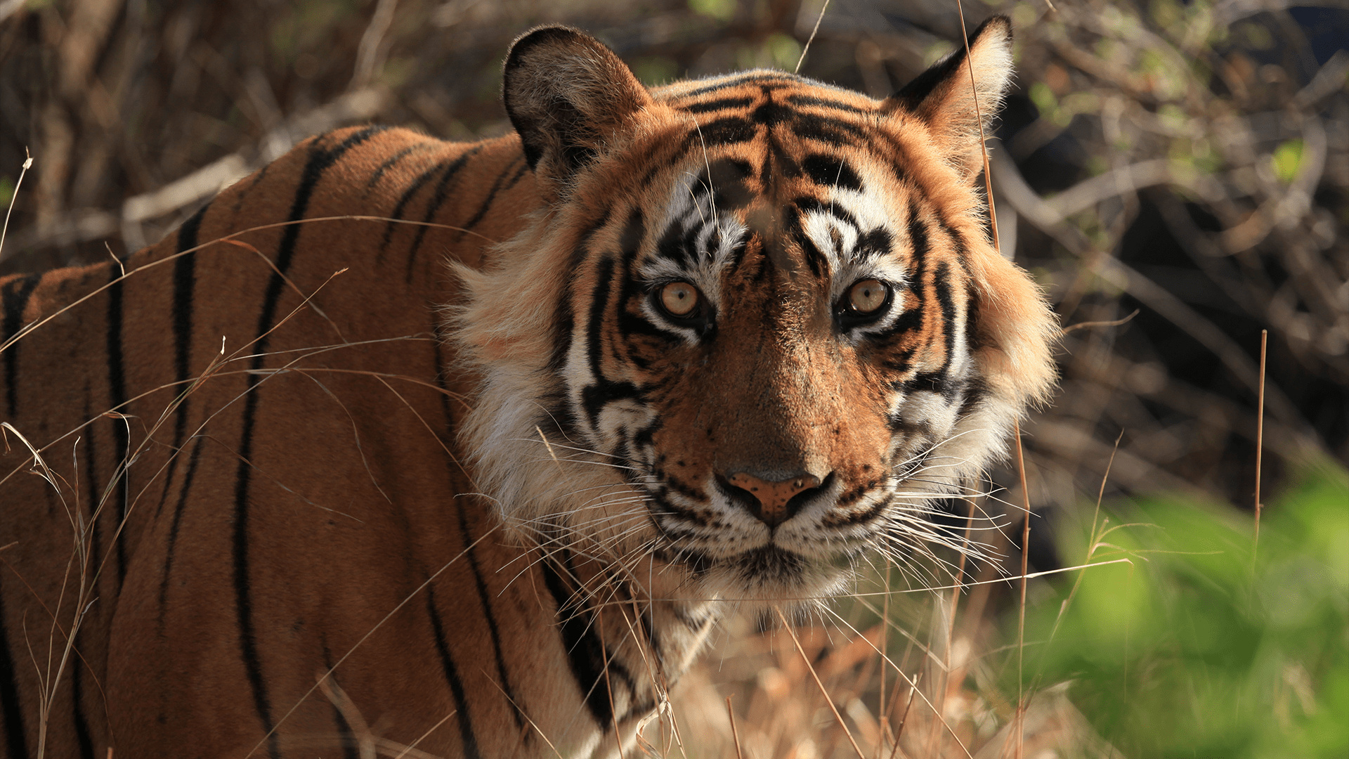 Secret Life of Predators - Disney+