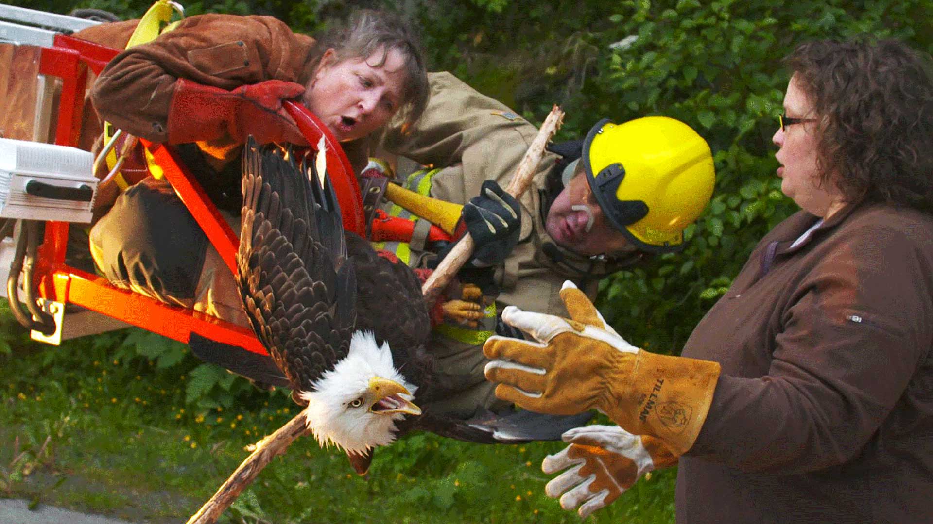 Stream Fly Like An Eagle Season 1 Episode 1 – Fly Like An Eagle on ...