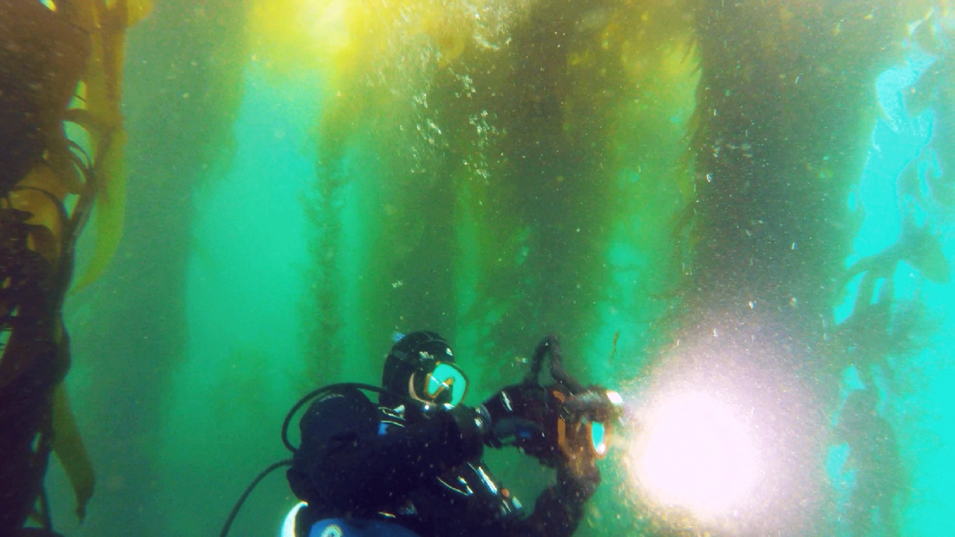 Nature Boom Time - Disney+