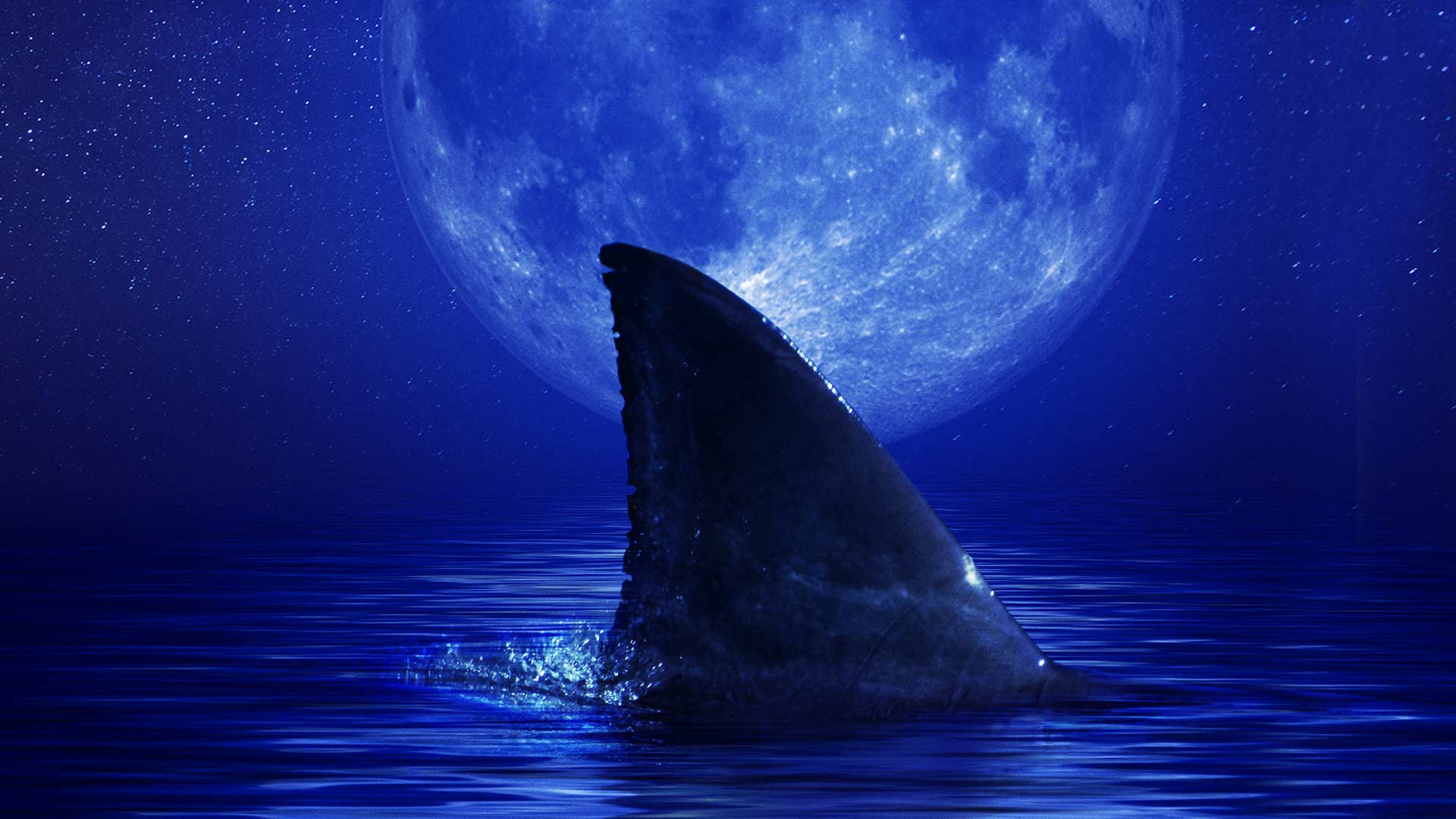 Shark Side of the Moon - Disney+